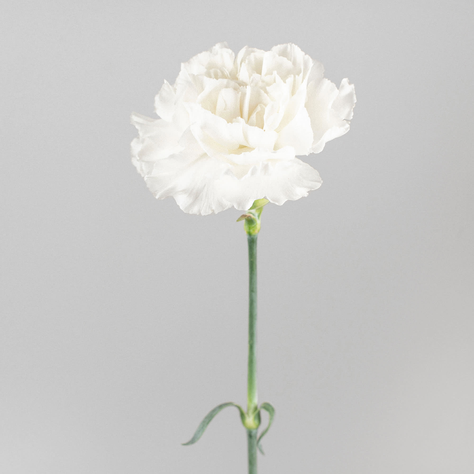 Ramillete de Claveles blancos | Fronda