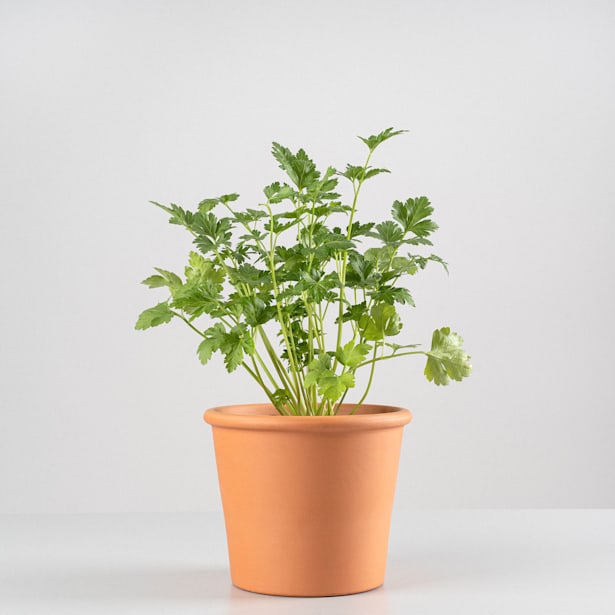 Perejil liso - Planta aromática | Fronda