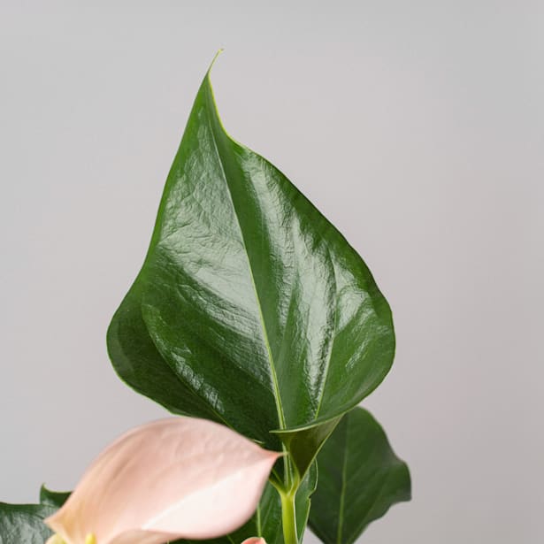 Anthurium Joli Peach | Fronda