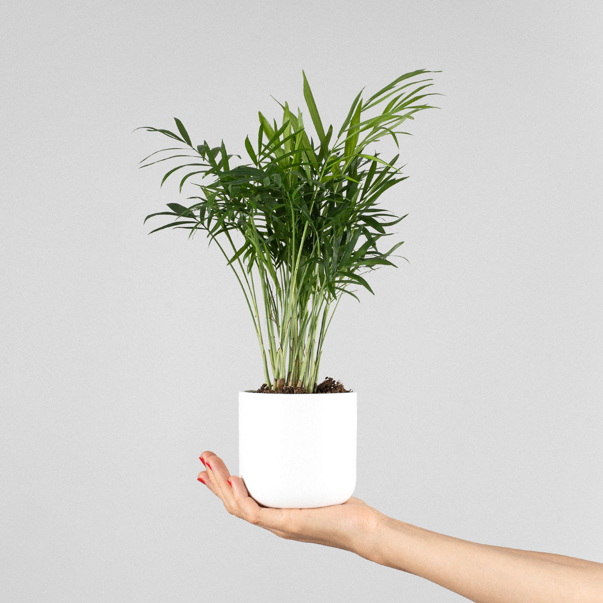 Comprar Chamaedorea Mini | Fronda