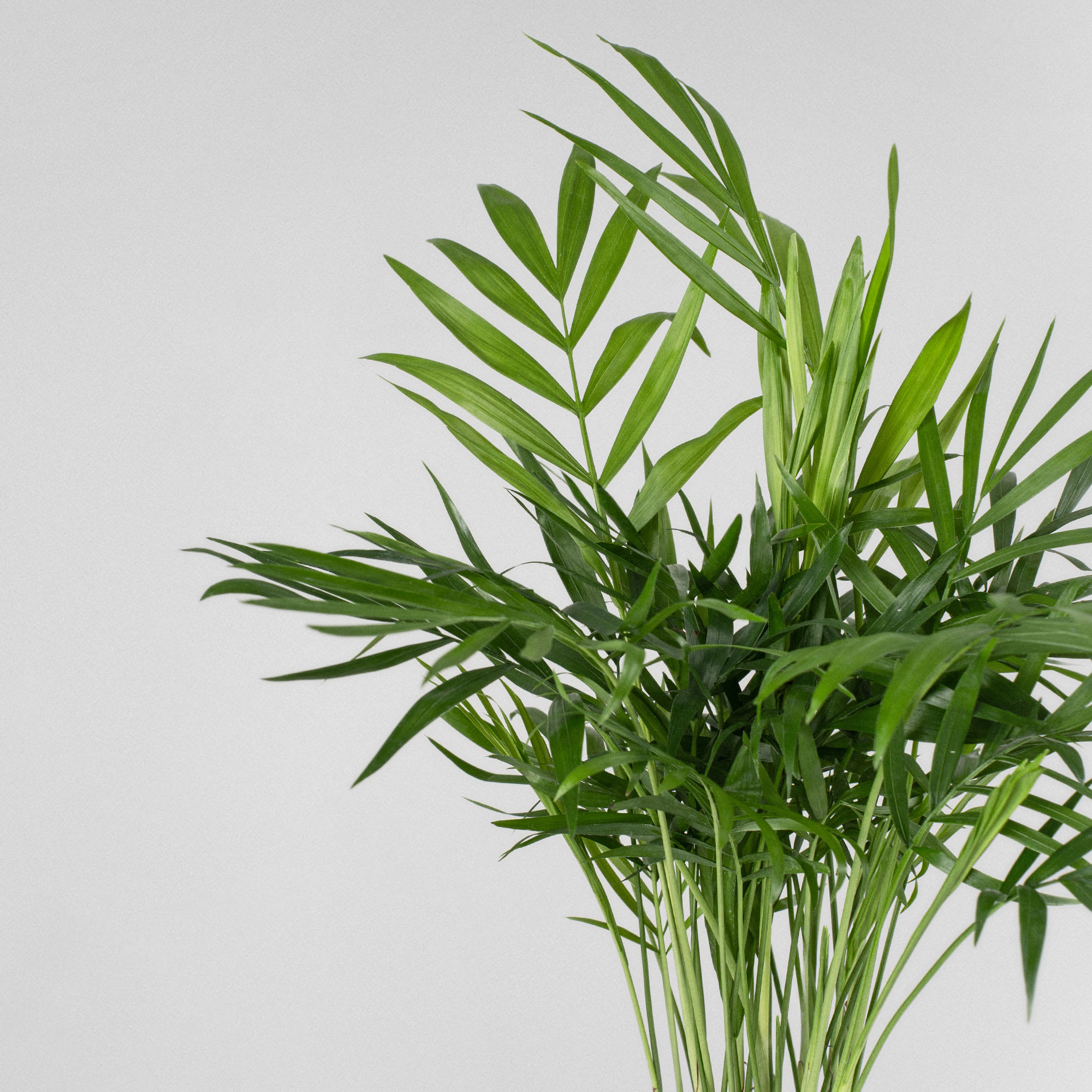 Comprar Chamaedorea Mini | Fronda