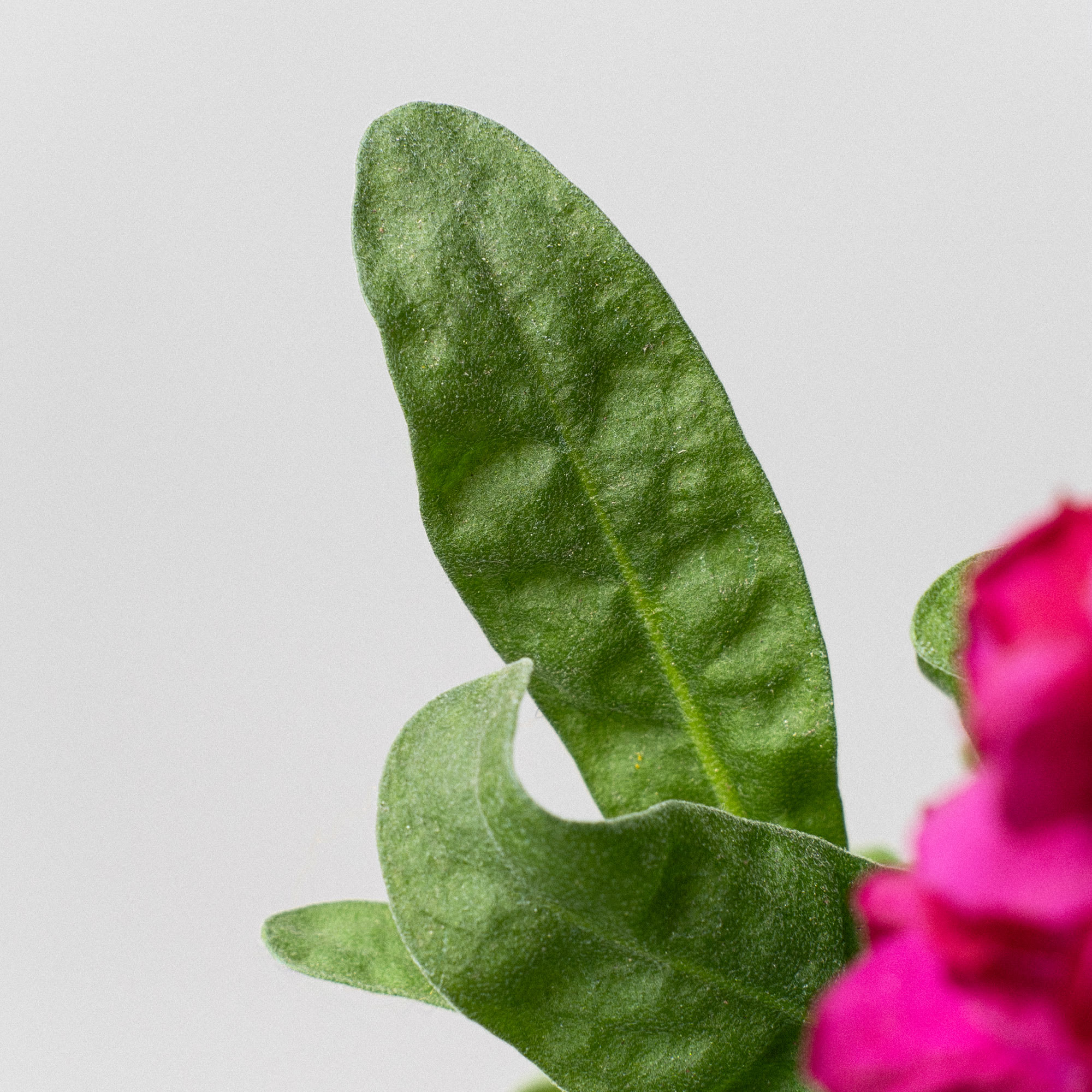 Comprar Alhelí Matthiola Incana | Fronda