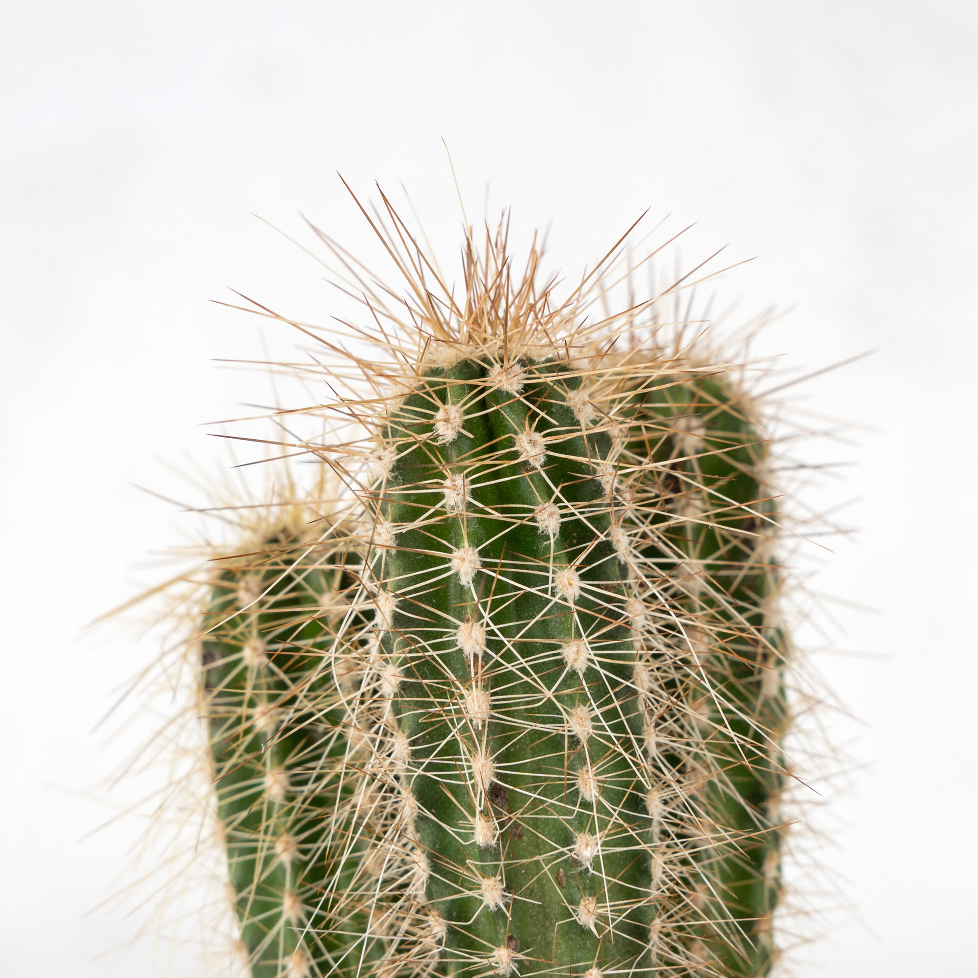 Cactus (variados) | Fronda
