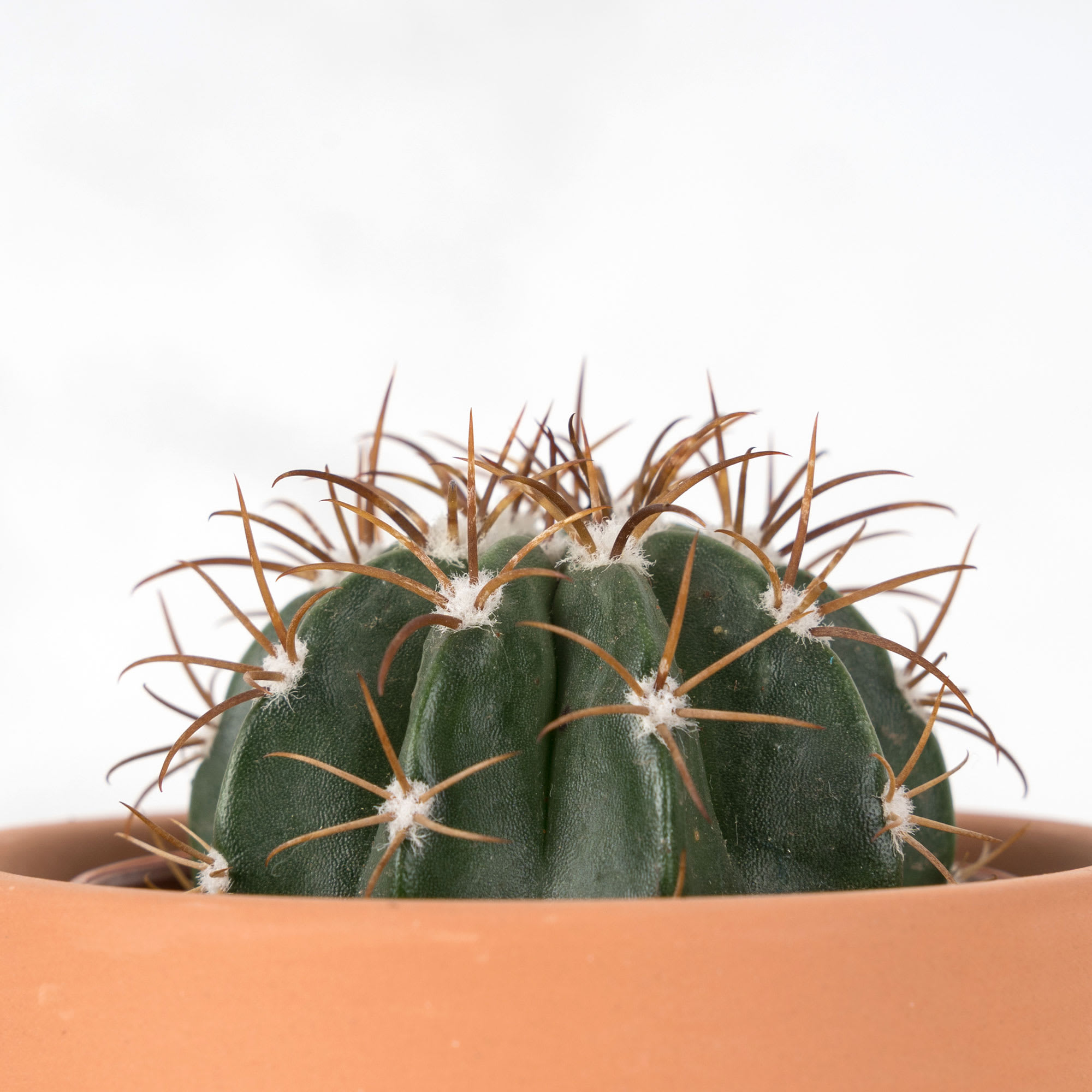 Comprar Cactus (variados) | Fronda