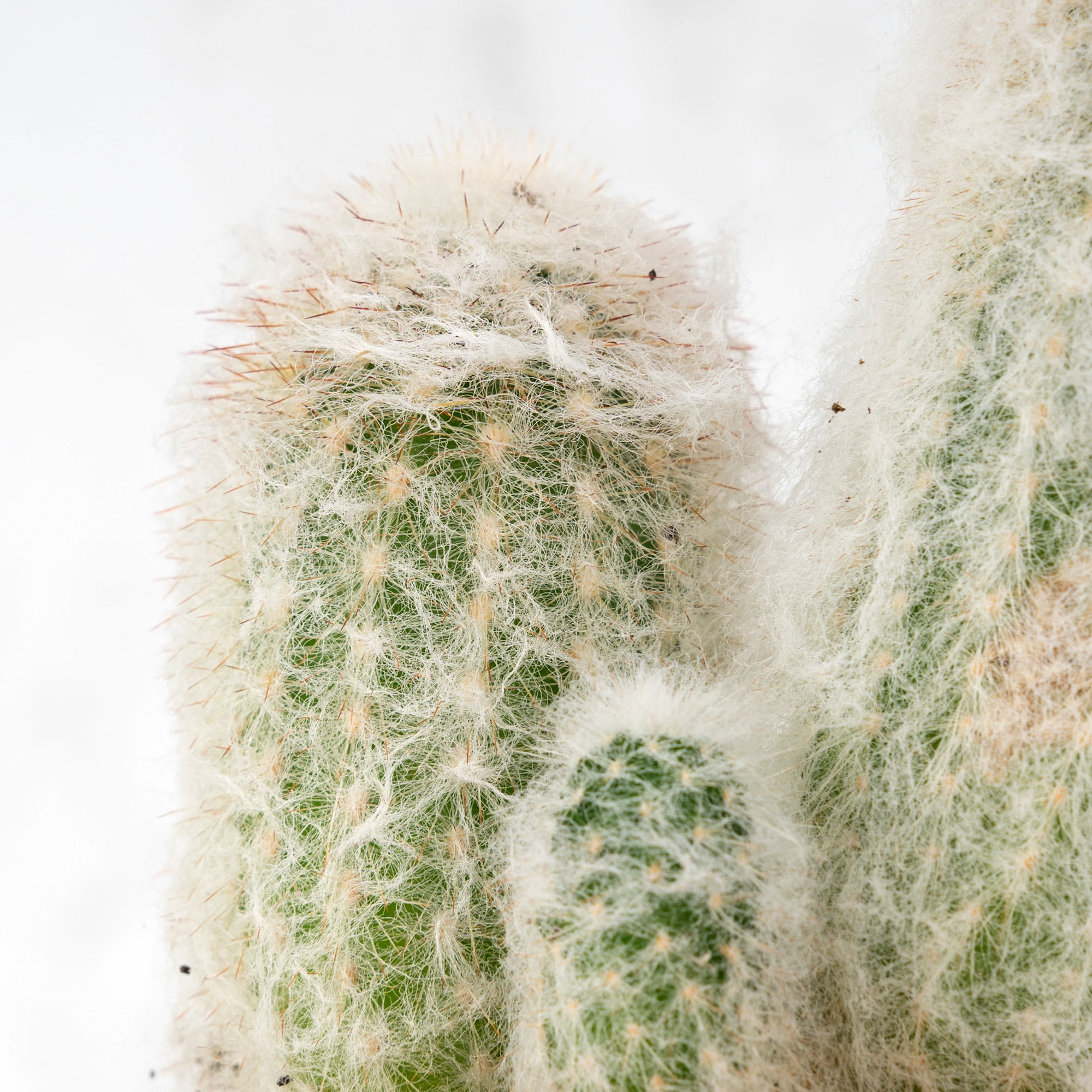 Cactus (variados) | Fronda