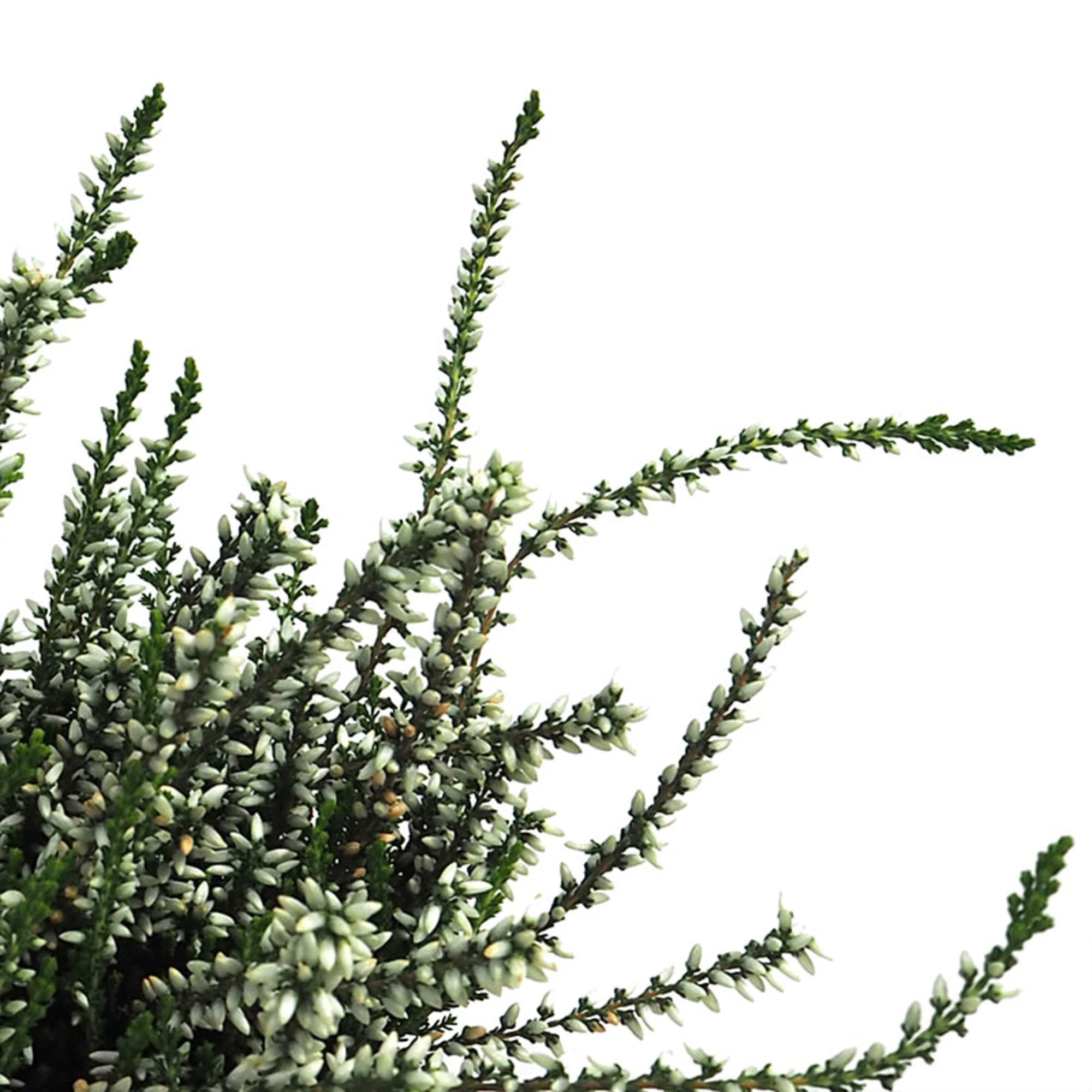 Brezo común - Calluna (varios colores) | Fronda