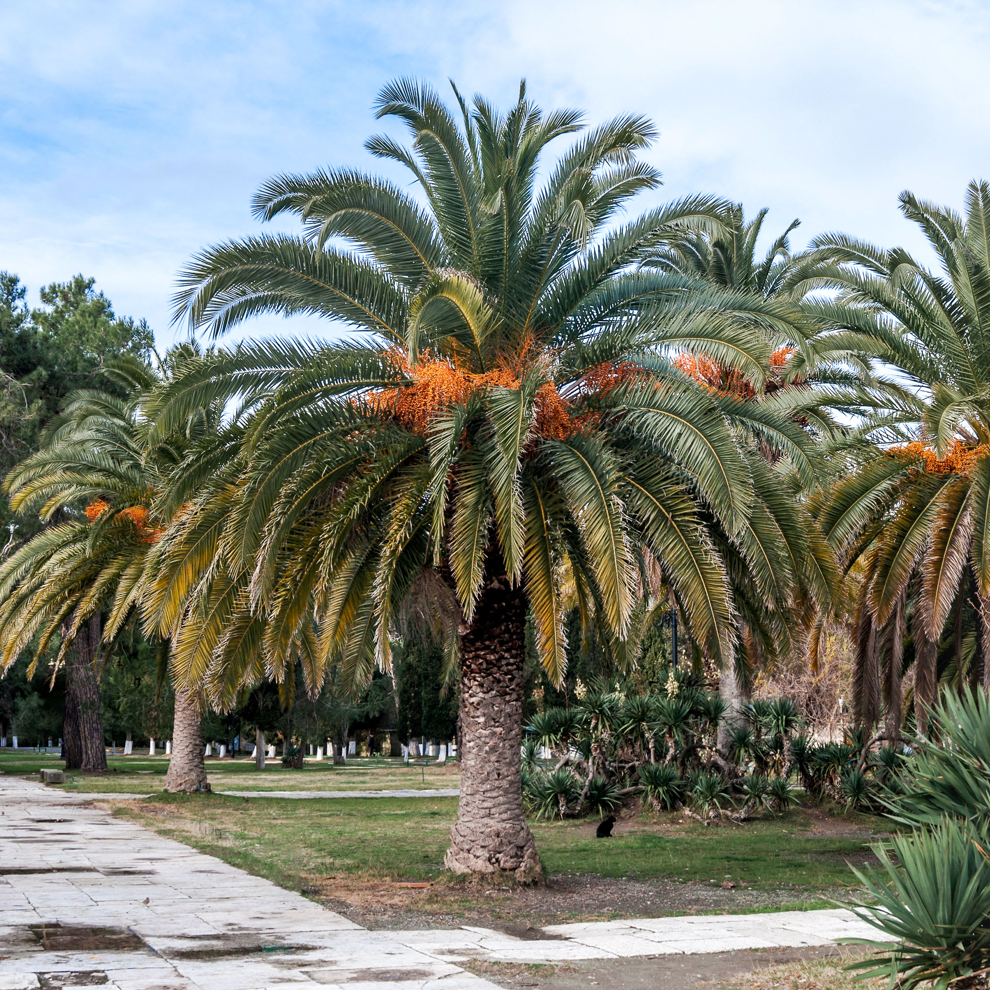 Comprar Palmera canaria (phoenix canariensis) | Fronda