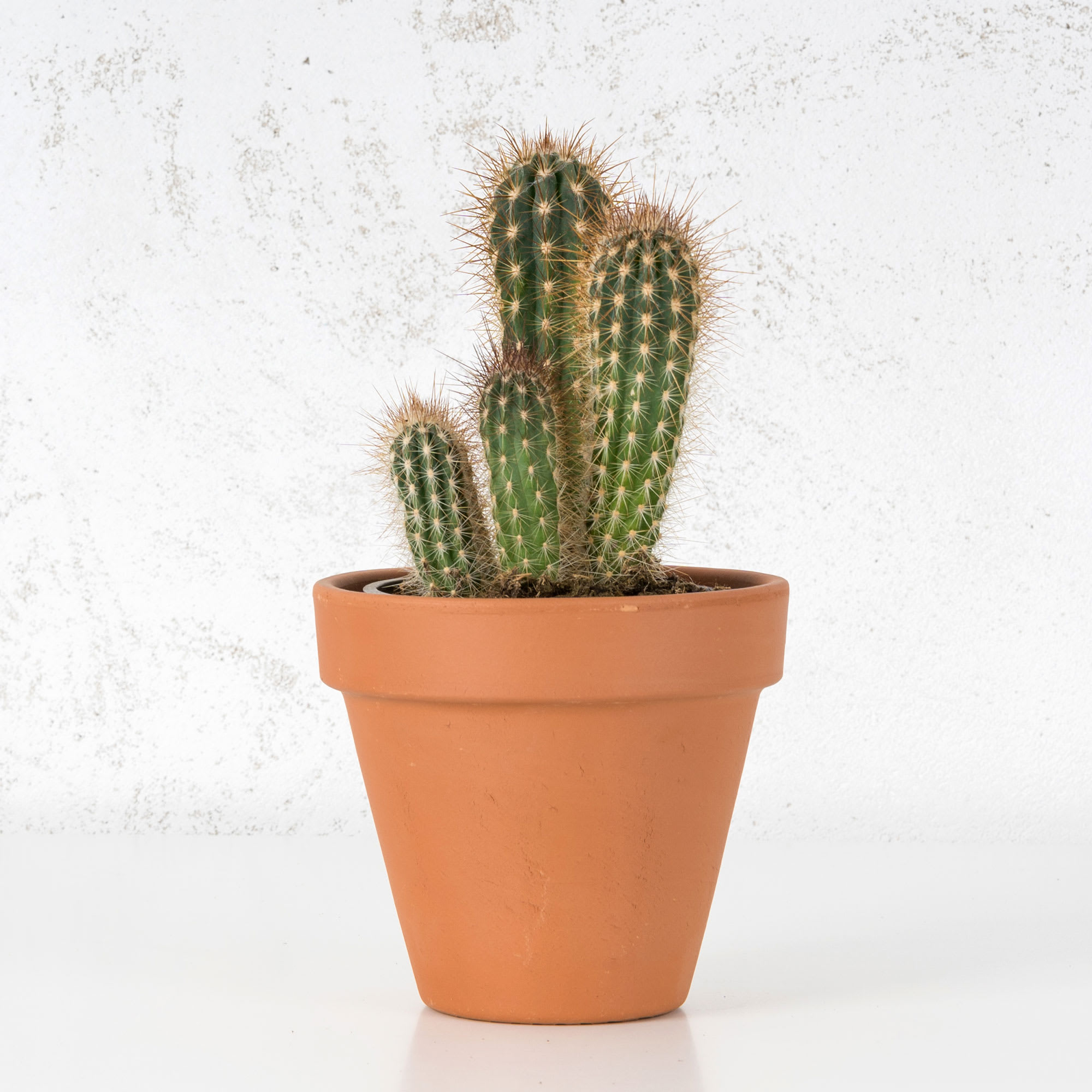Cactus (variados) | Fronda