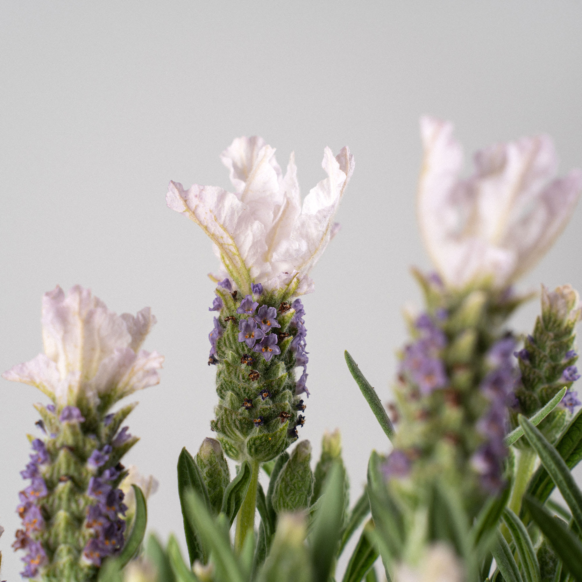 Lavanda Stoechas - Planta aromática | Fronda