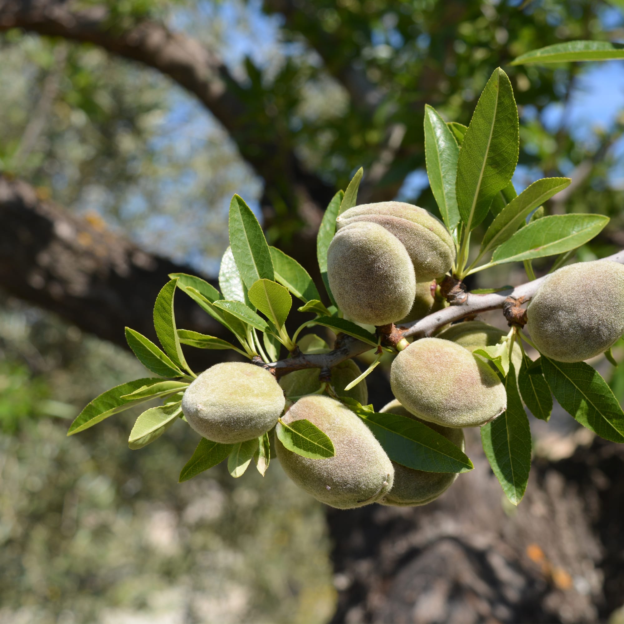 Comprar Almendro Guara (Prunus Dulcis) | Fronda