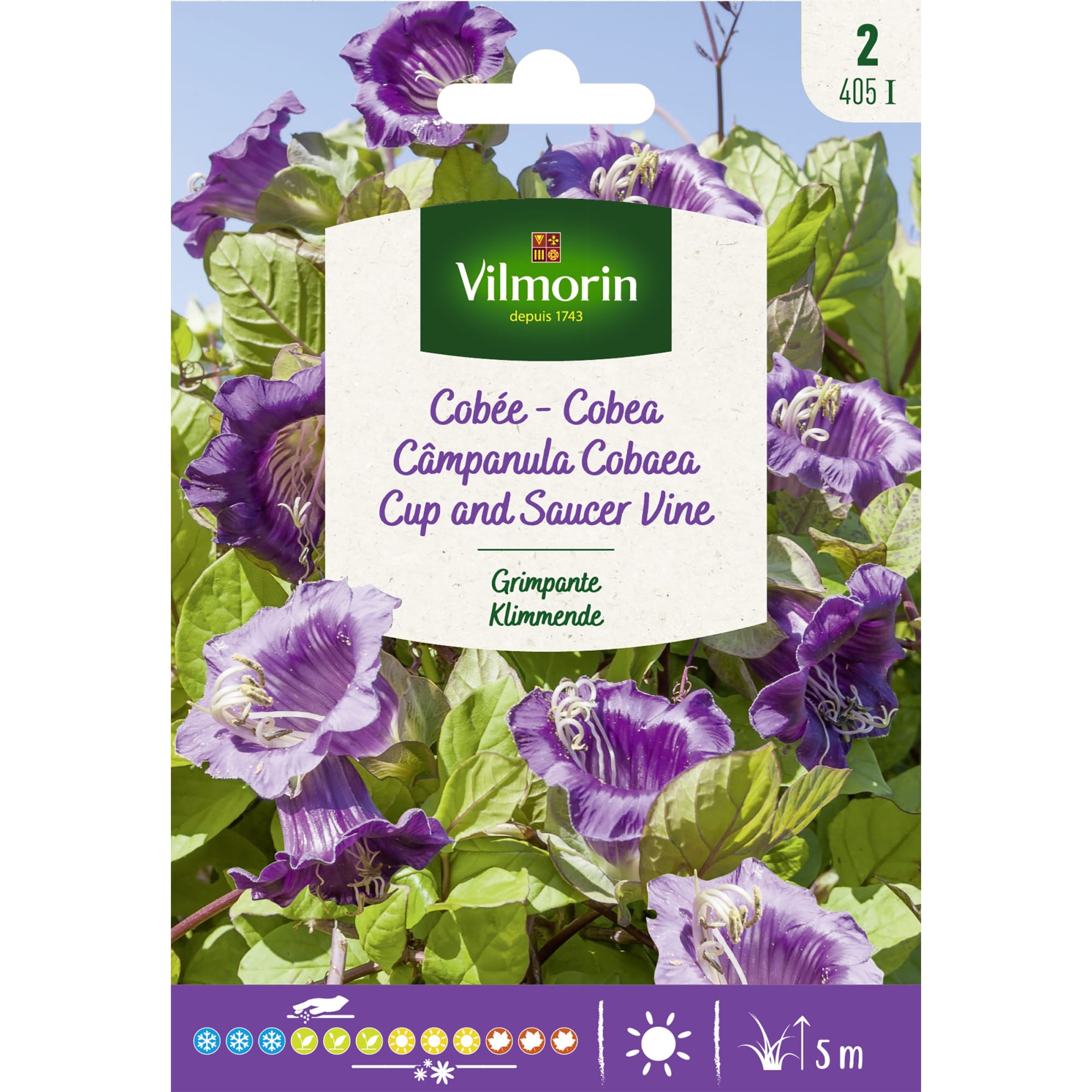 Semilla cobea azul | Fronda