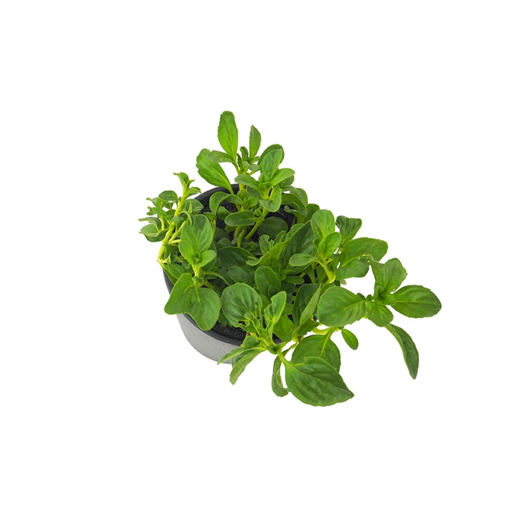 Comprar Poleo (mentha pulegium) - Planta aromática | Fronda