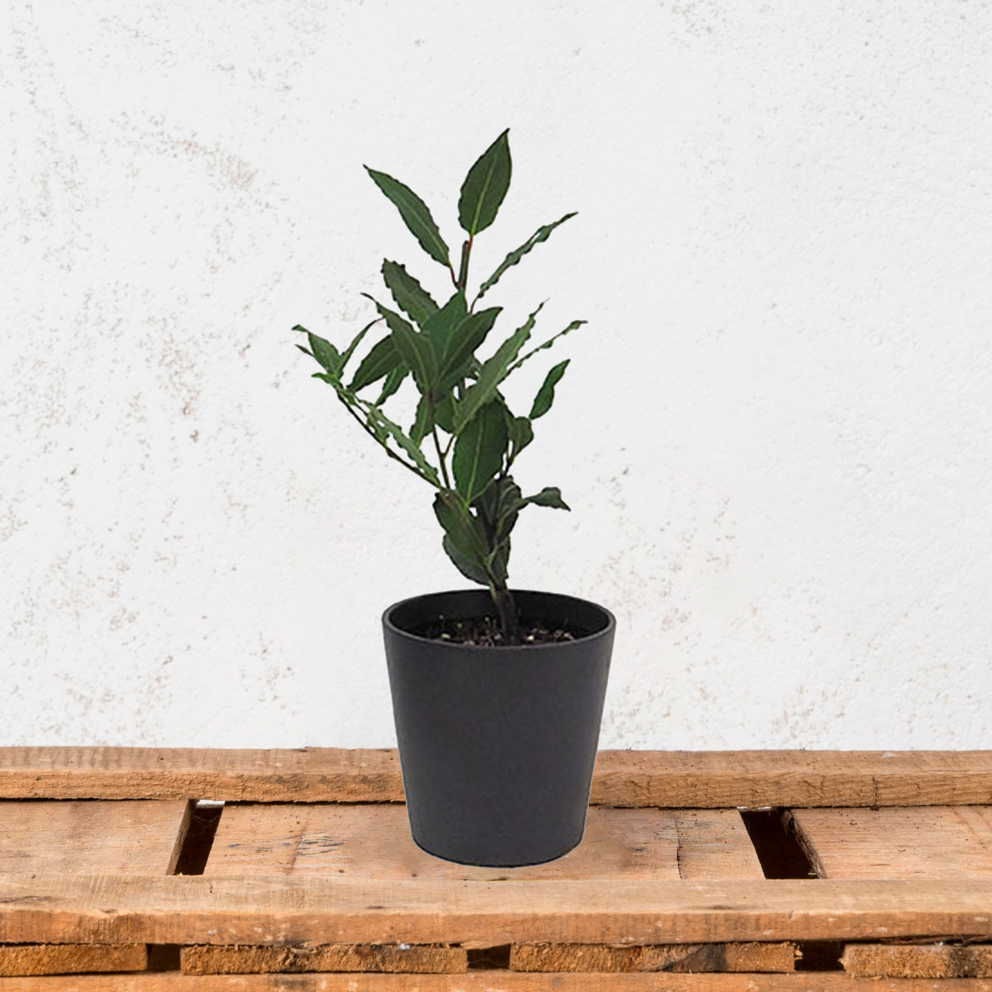 Comprar Laurel (laurus nobilis) - Planta aromática | Fronda