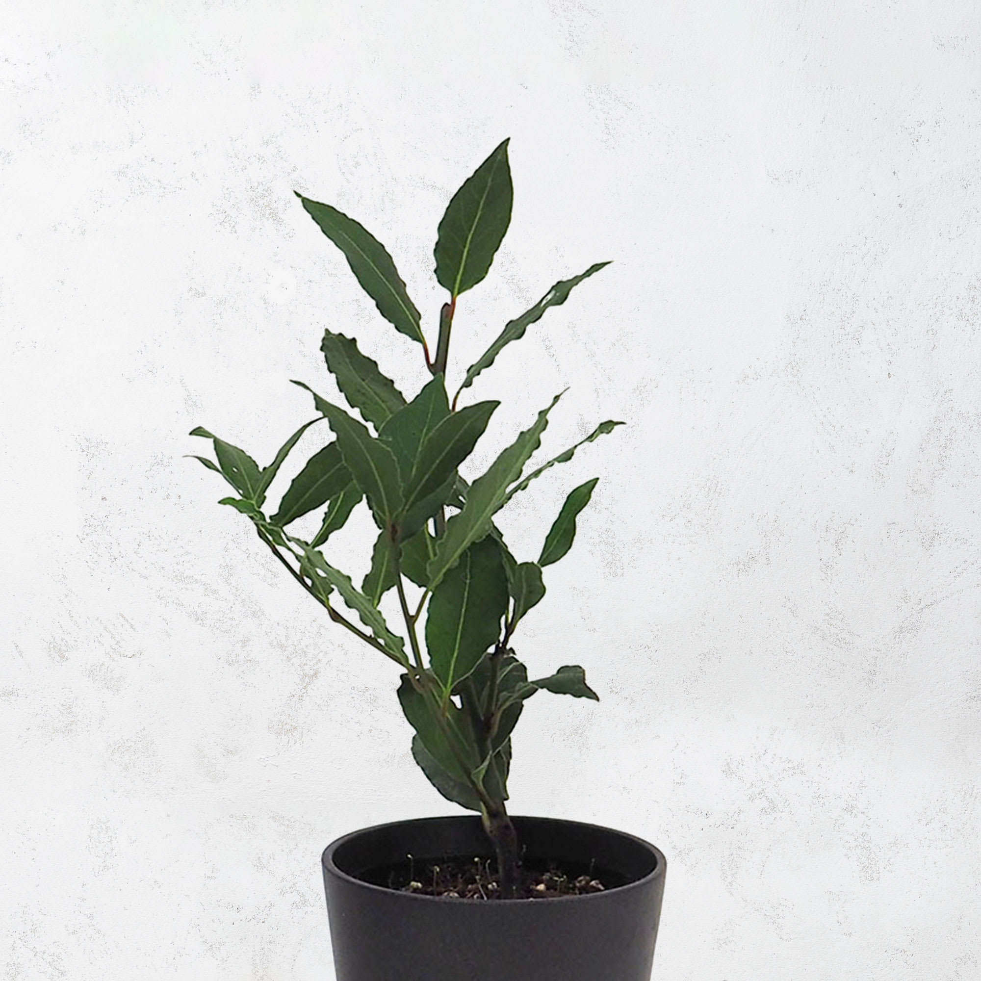 Comprar Laurel (laurus nobilis) - Planta aromática | Fronda