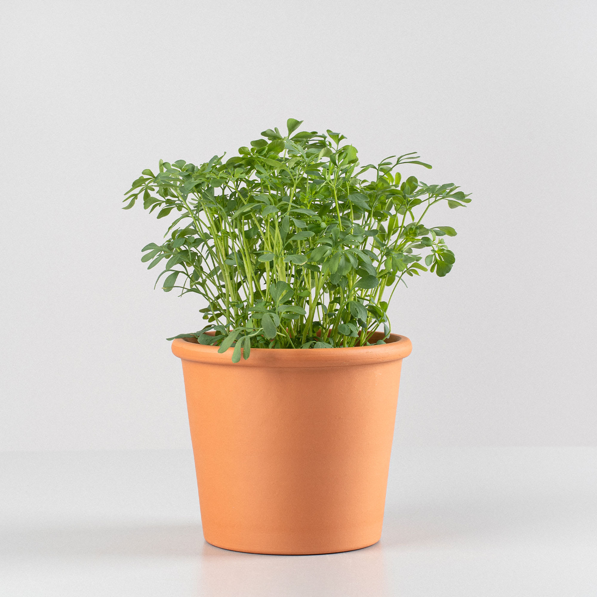 Ruda (ruta graveolens) - Planta aromática | Fronda