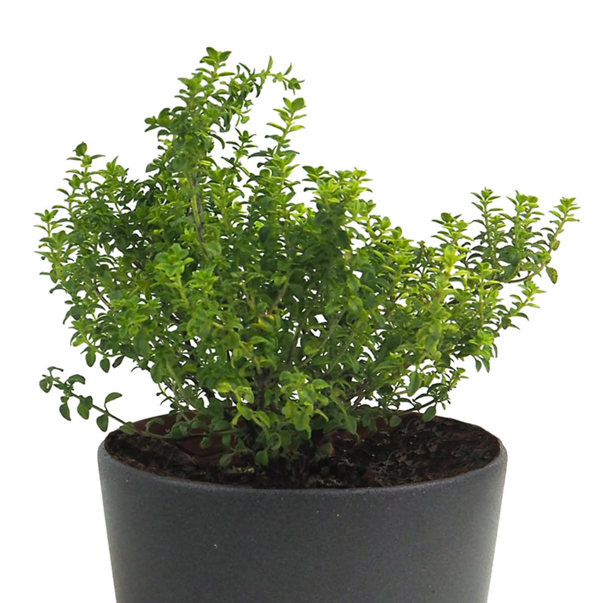 Comprar Tomillo limón (thymus × citriodorus) - Planta aromática | Fronda