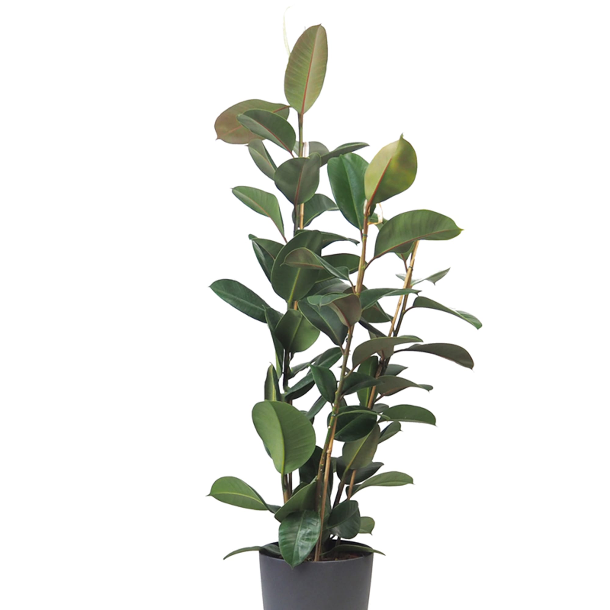 Comprar Ficus elastica Robusta | Fronda