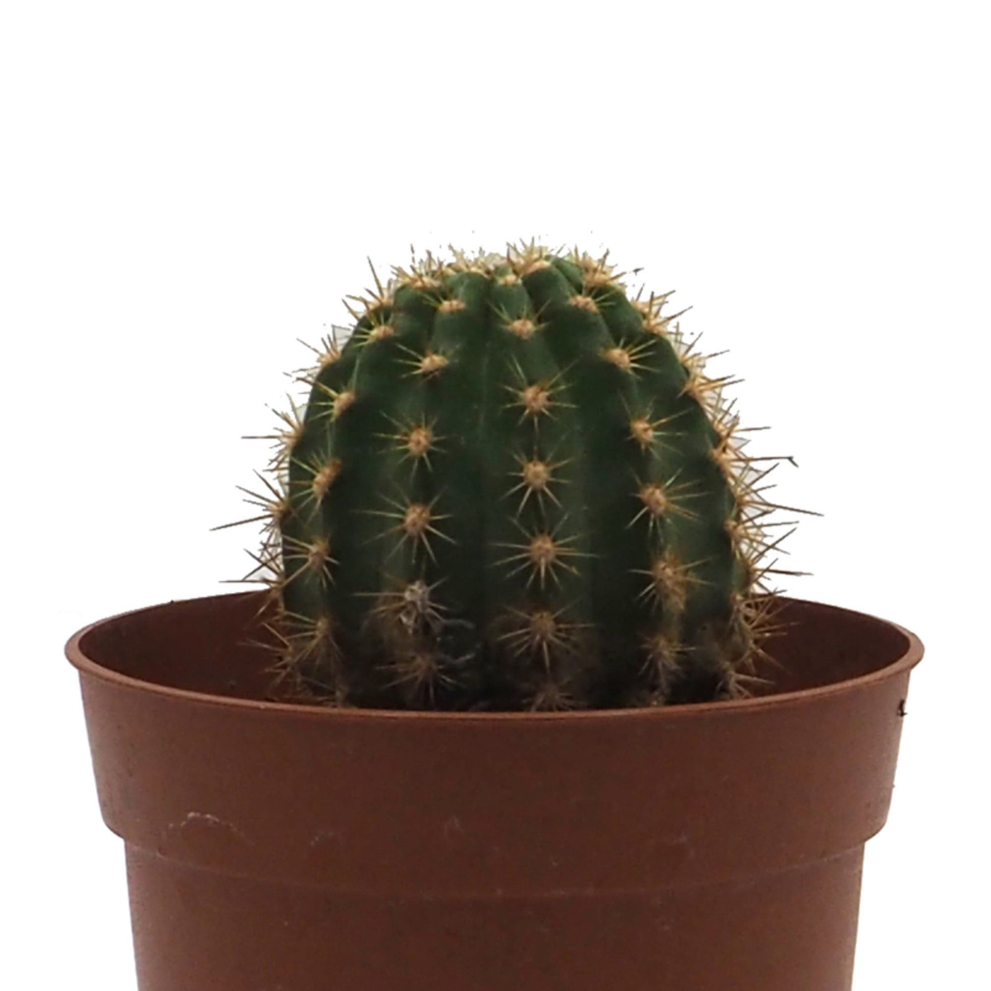 Comprar Cactus (variados) | Fronda