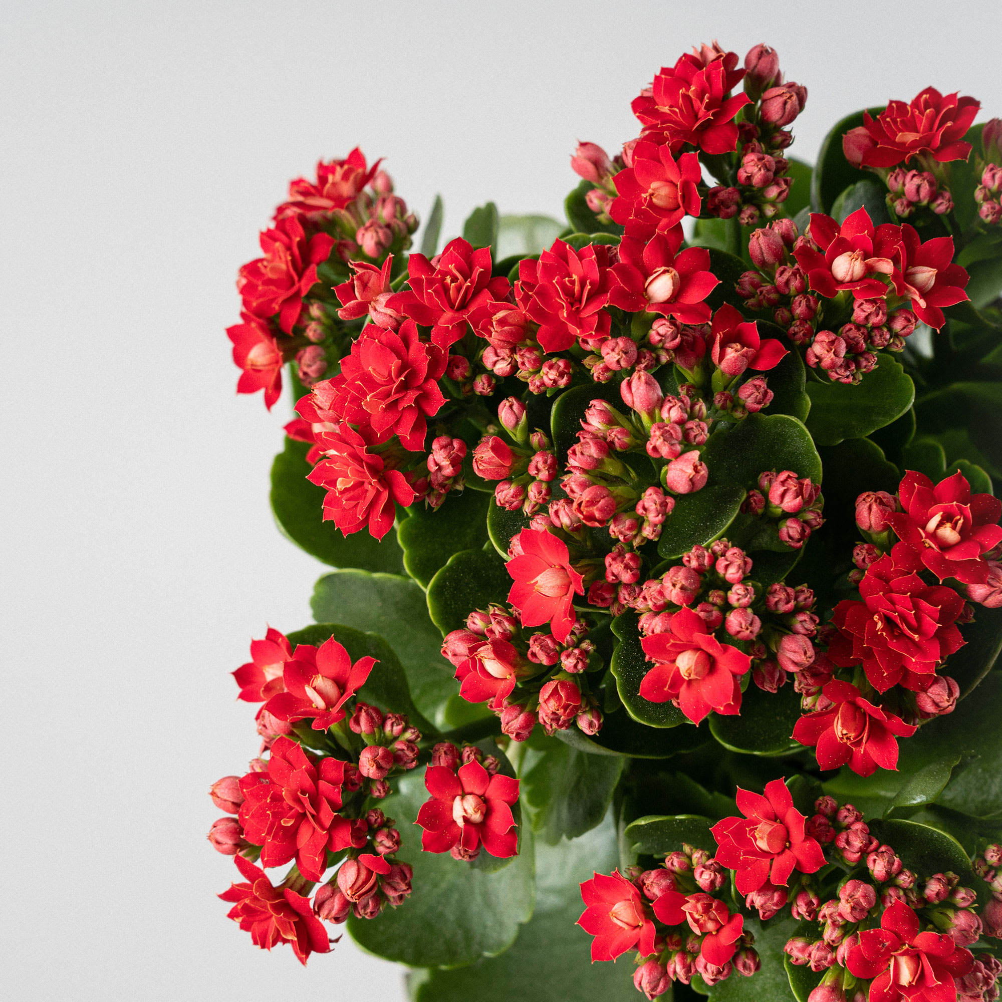 Comprar Kalanchoe 'Calandiva' mini | Fronda