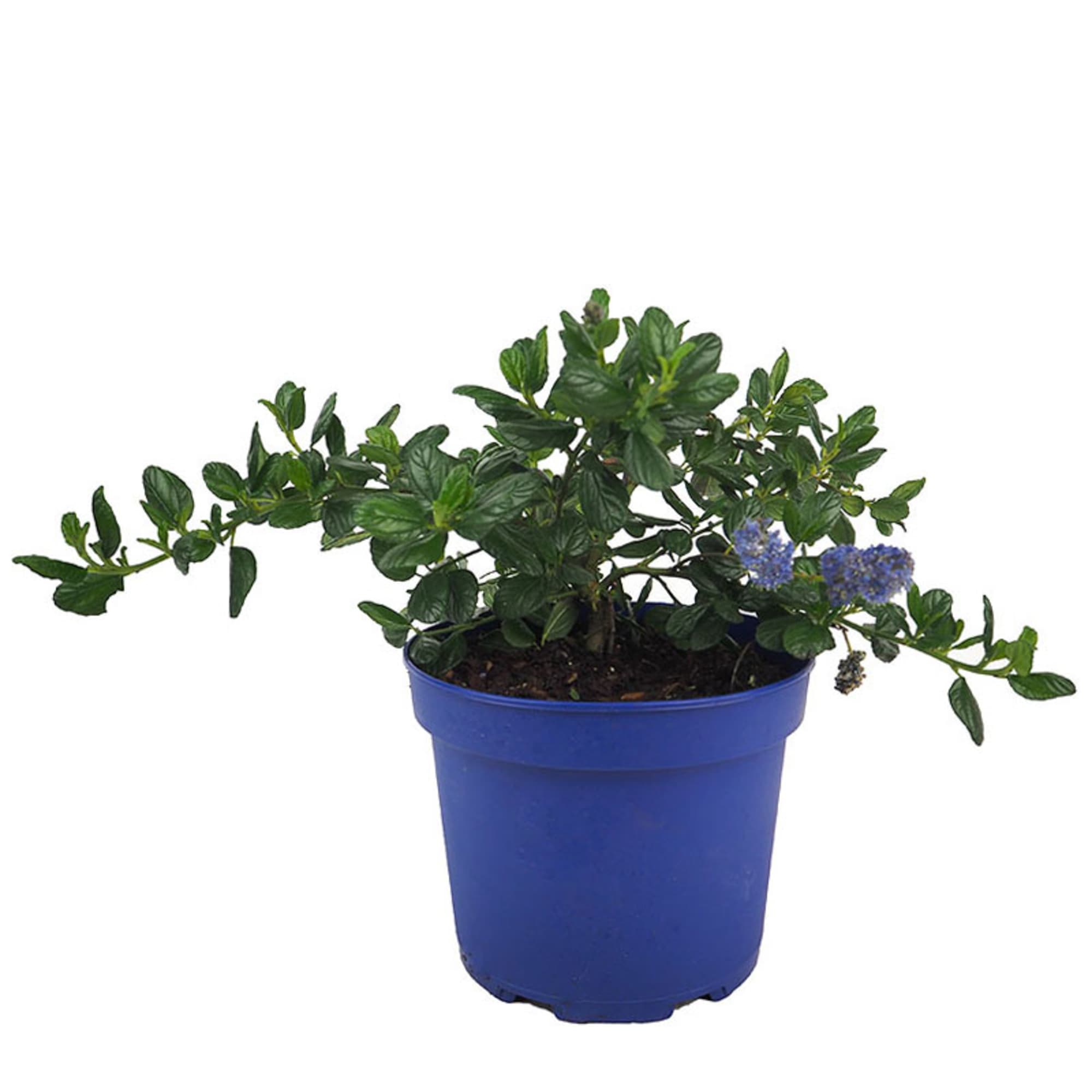 Ceanothus griseus yankee point | Fronda