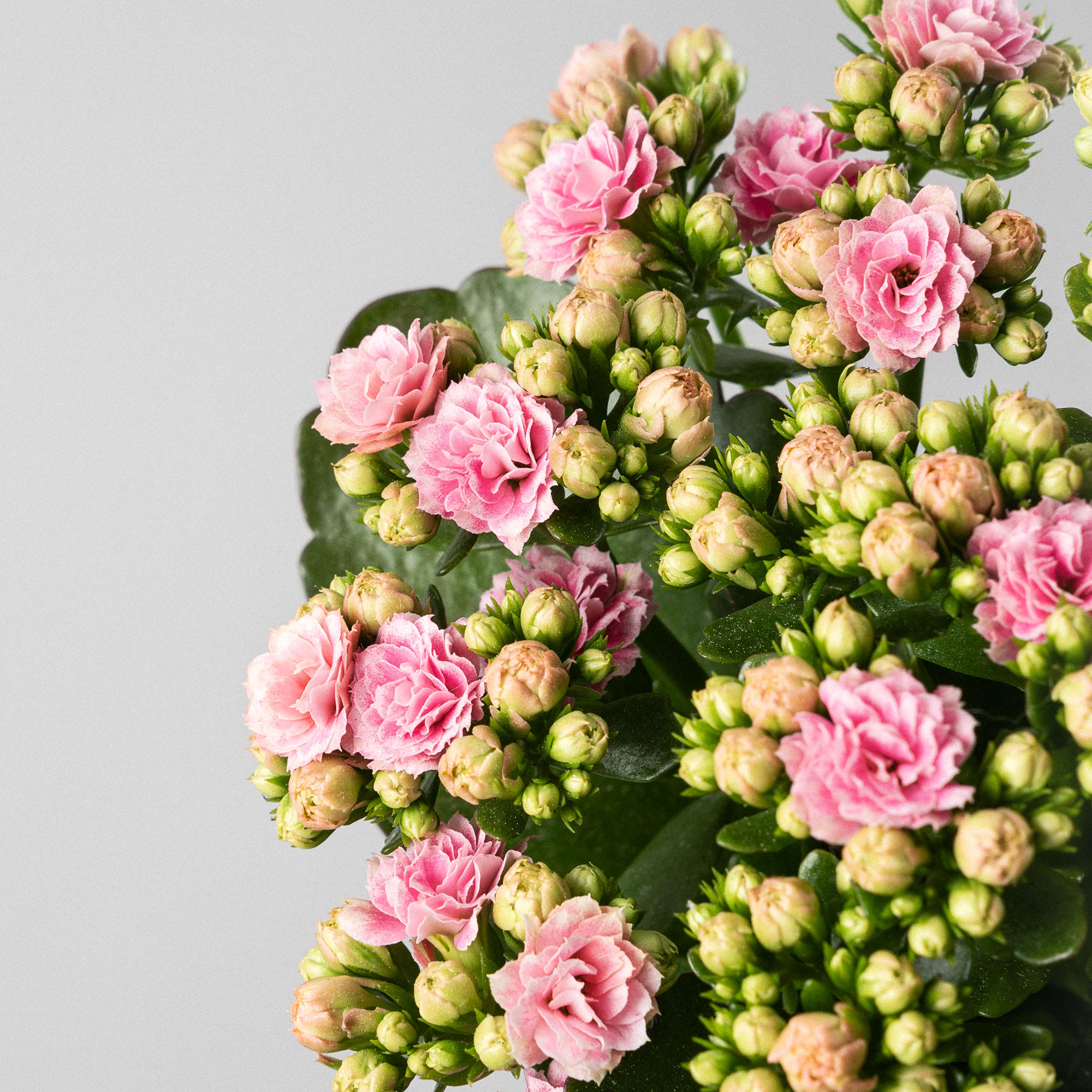 Comprar Kalanchoe 'Calandiva' mini | Fronda