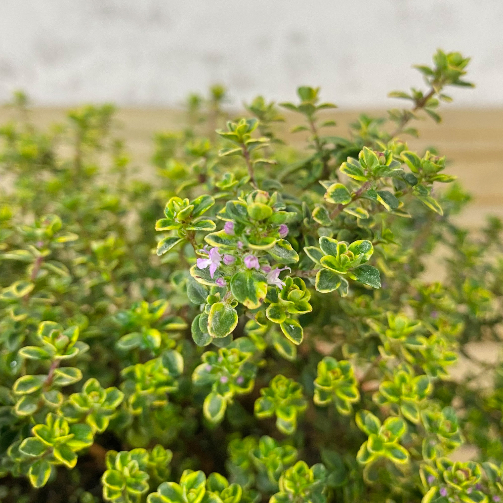 Comprar Tomillo limón (thymus × citriodorus) - Planta aromática | Fronda