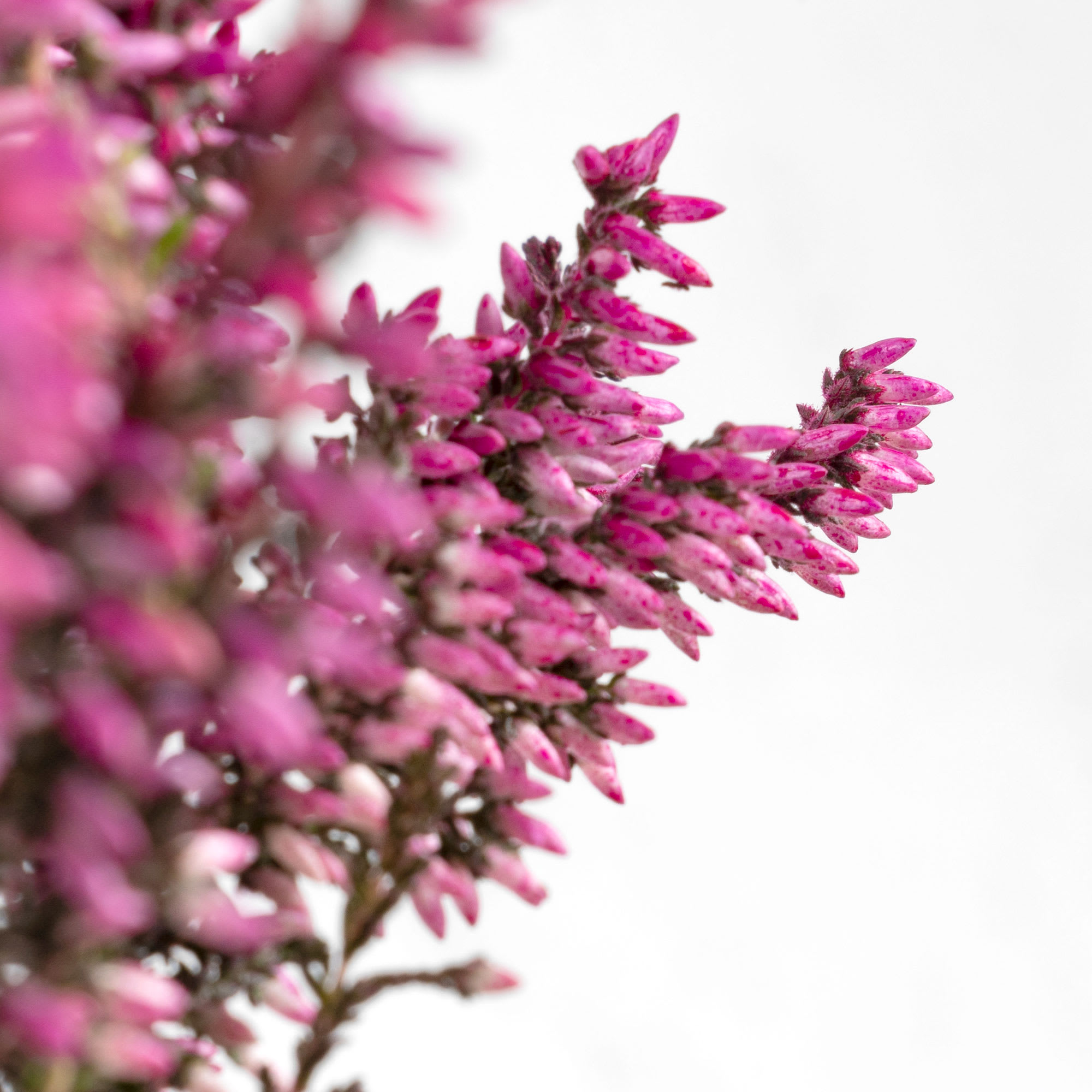 Comprar Brezo común - Calluna (varios colores) | Fronda