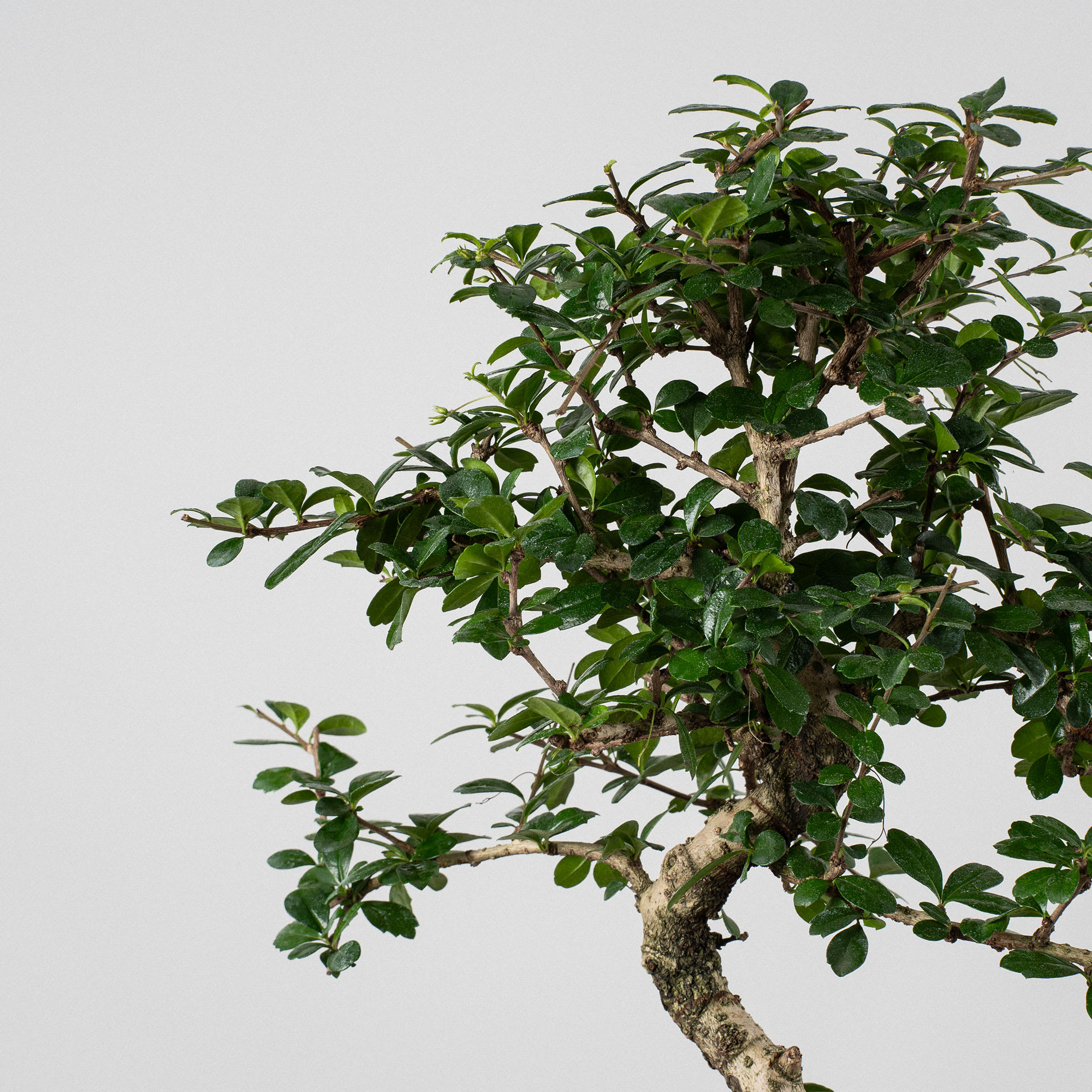 Comprar Bonsai Carmona (Ehretia microphylla) | Fronda