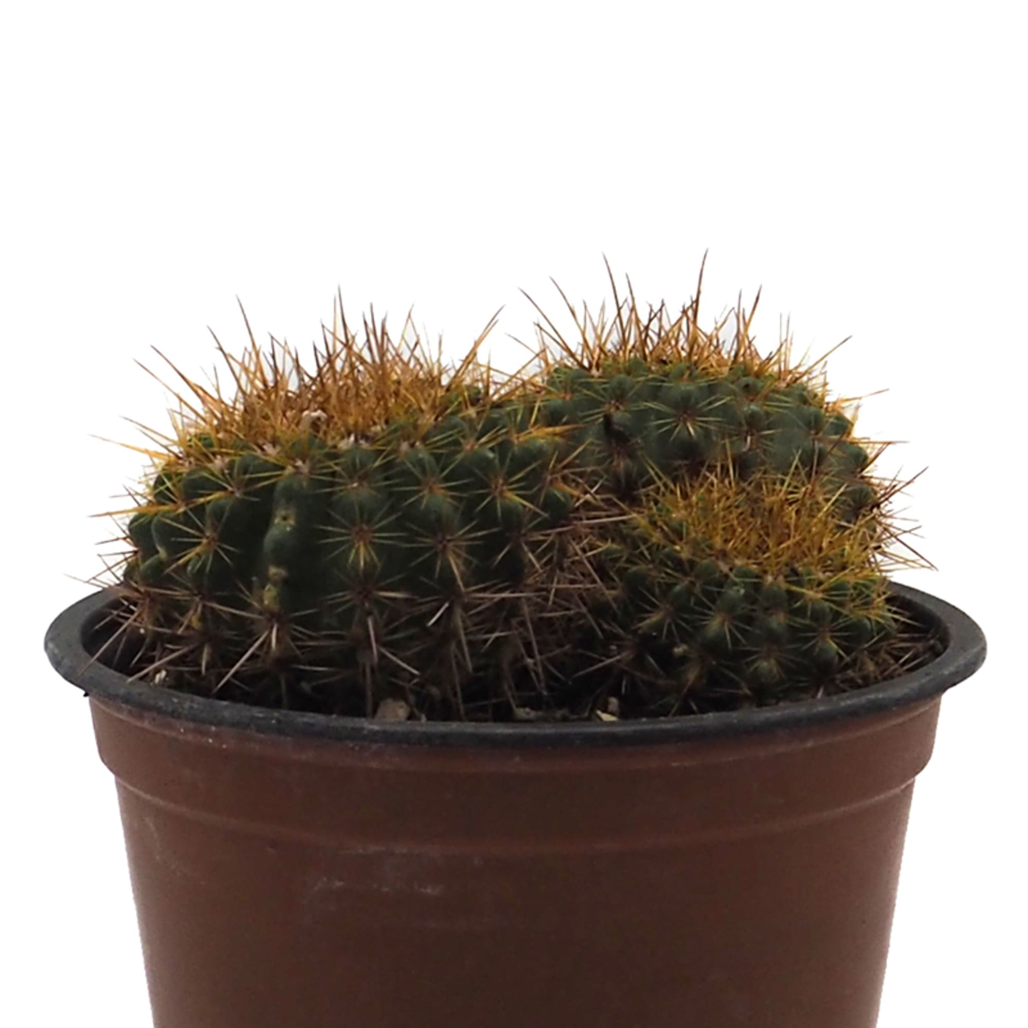 Comprar Cactus (variados) | Fronda