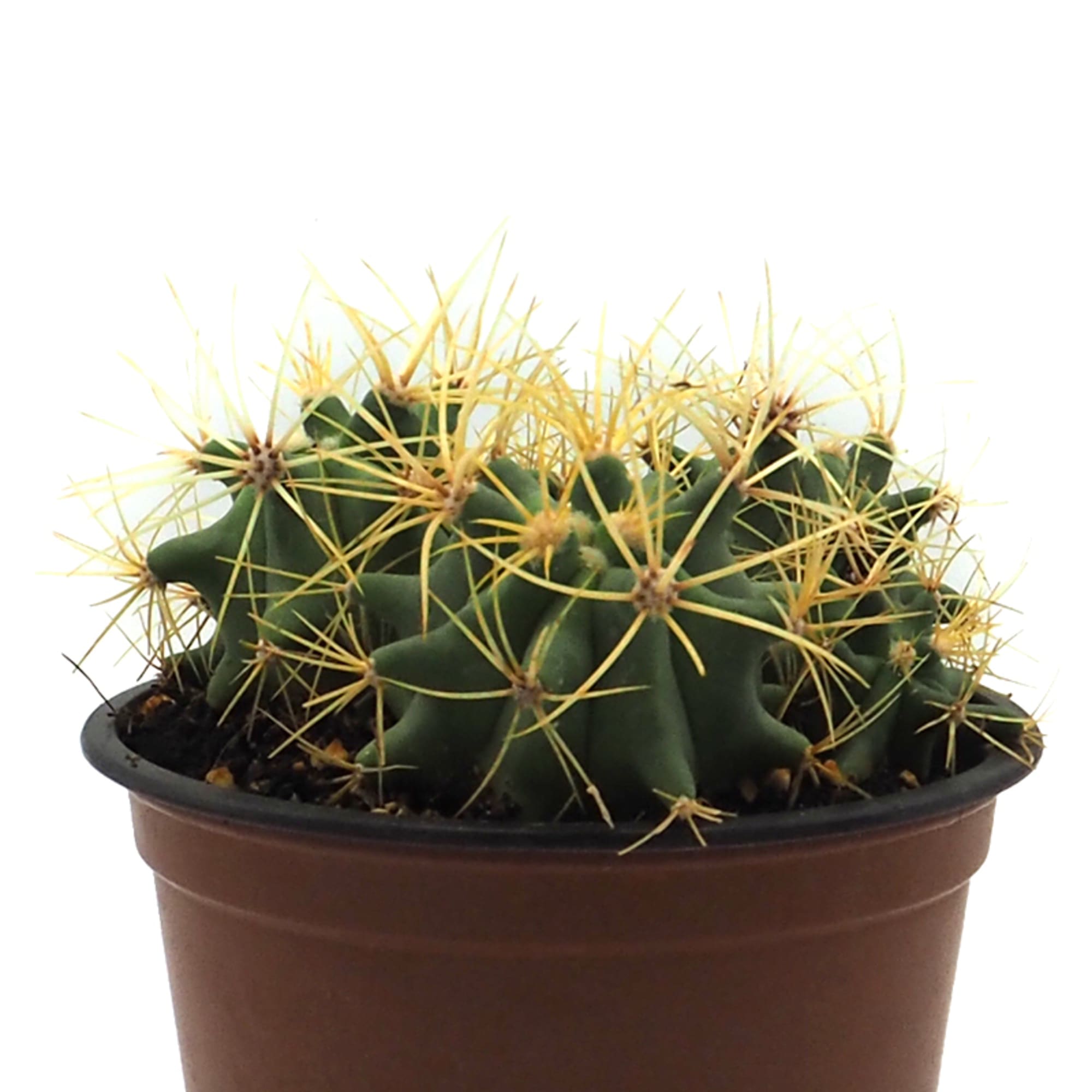 Comprar Cactus (variados) | Fronda