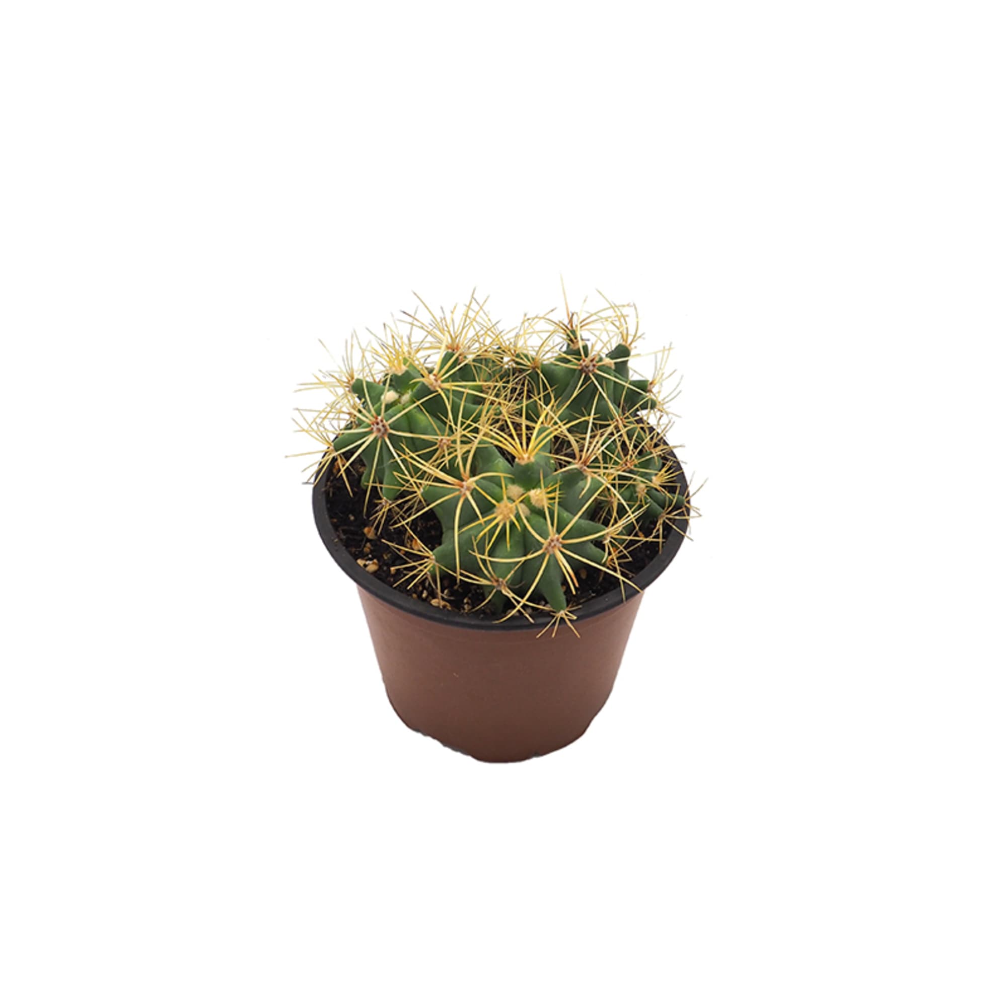 Comprar Cactus (variados) | Fronda