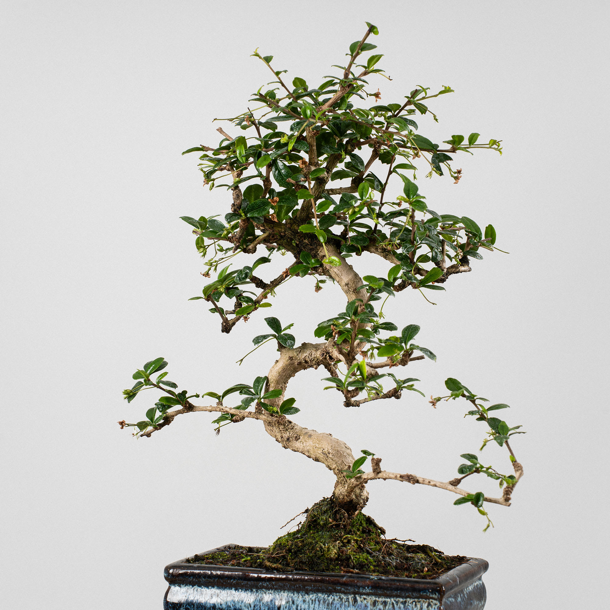 Comprar Bonsai Carmona (Ehretia microphylla) | Fronda