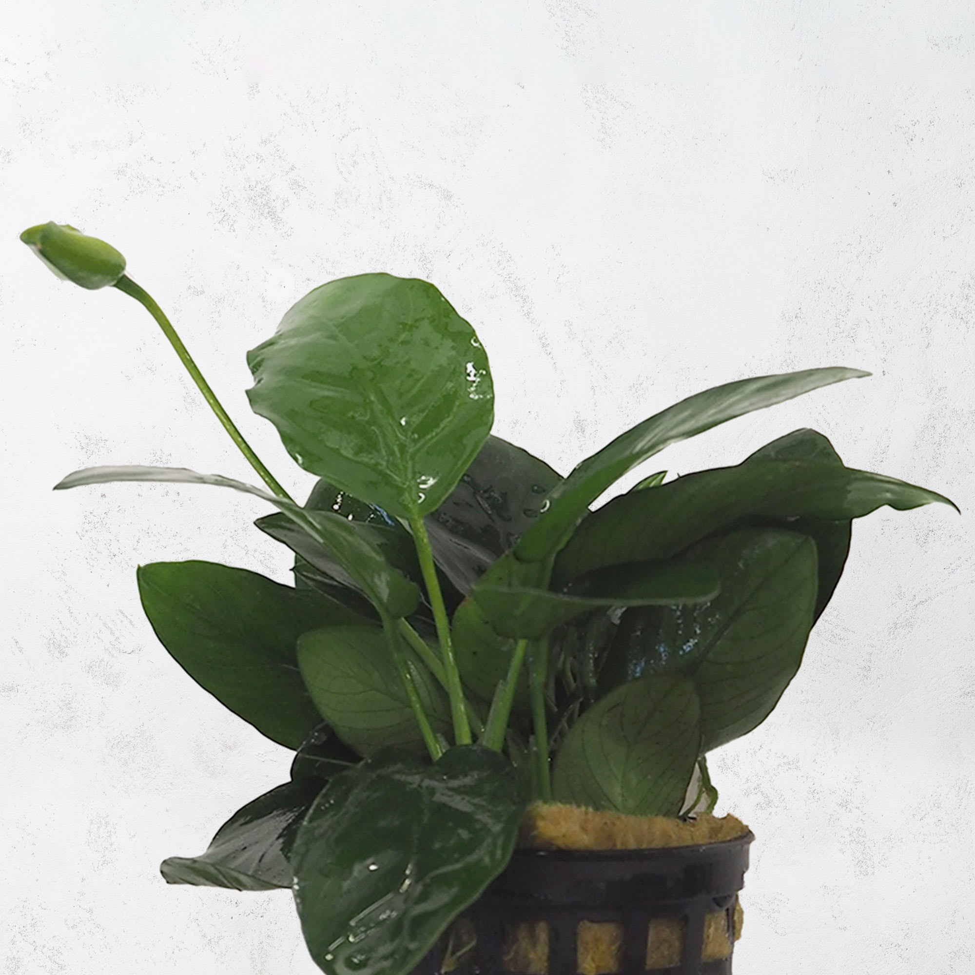 Anubias nana single - Planta de acuario | Fronda
