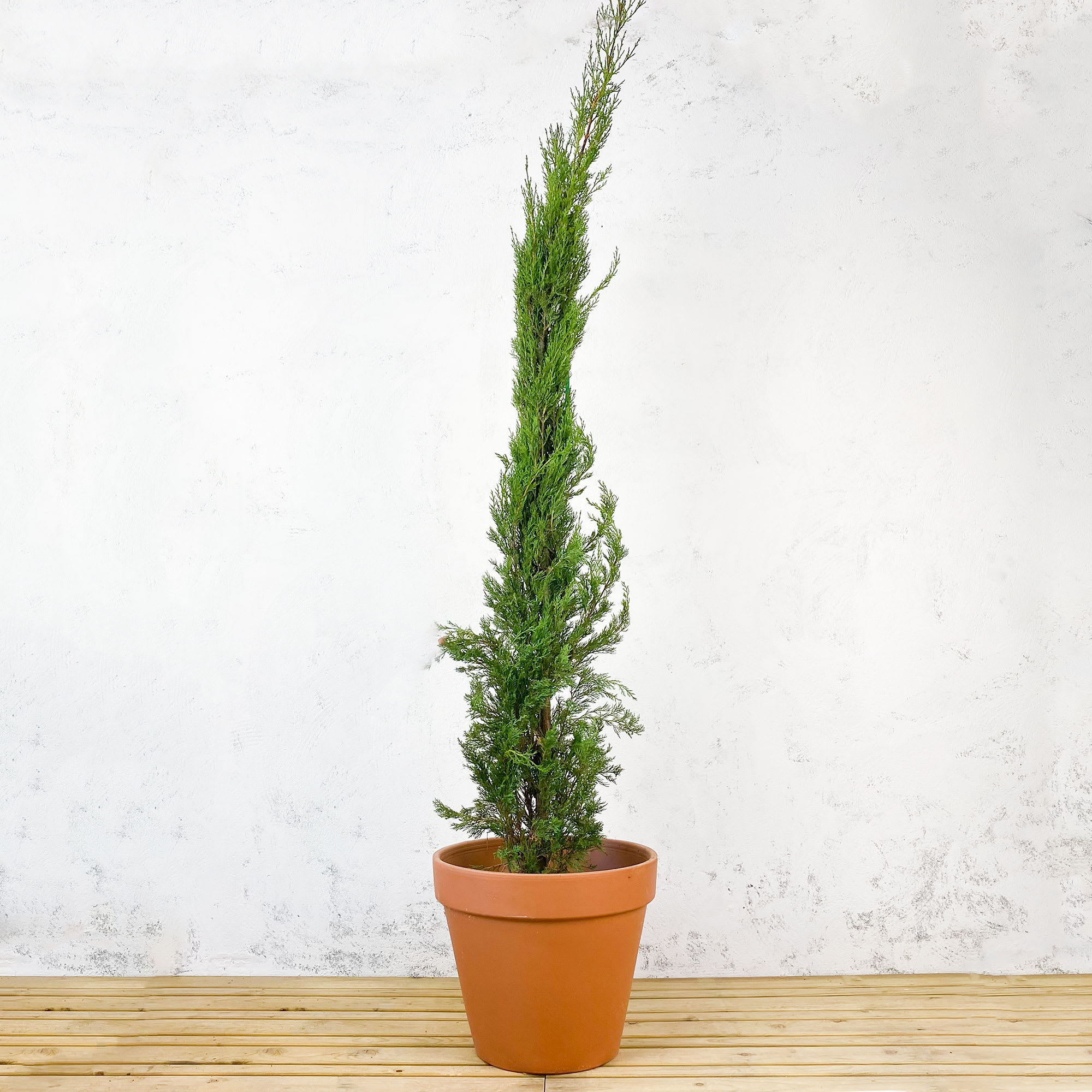 Comprar Ciprés (cupressus sempervirens) | Fronda