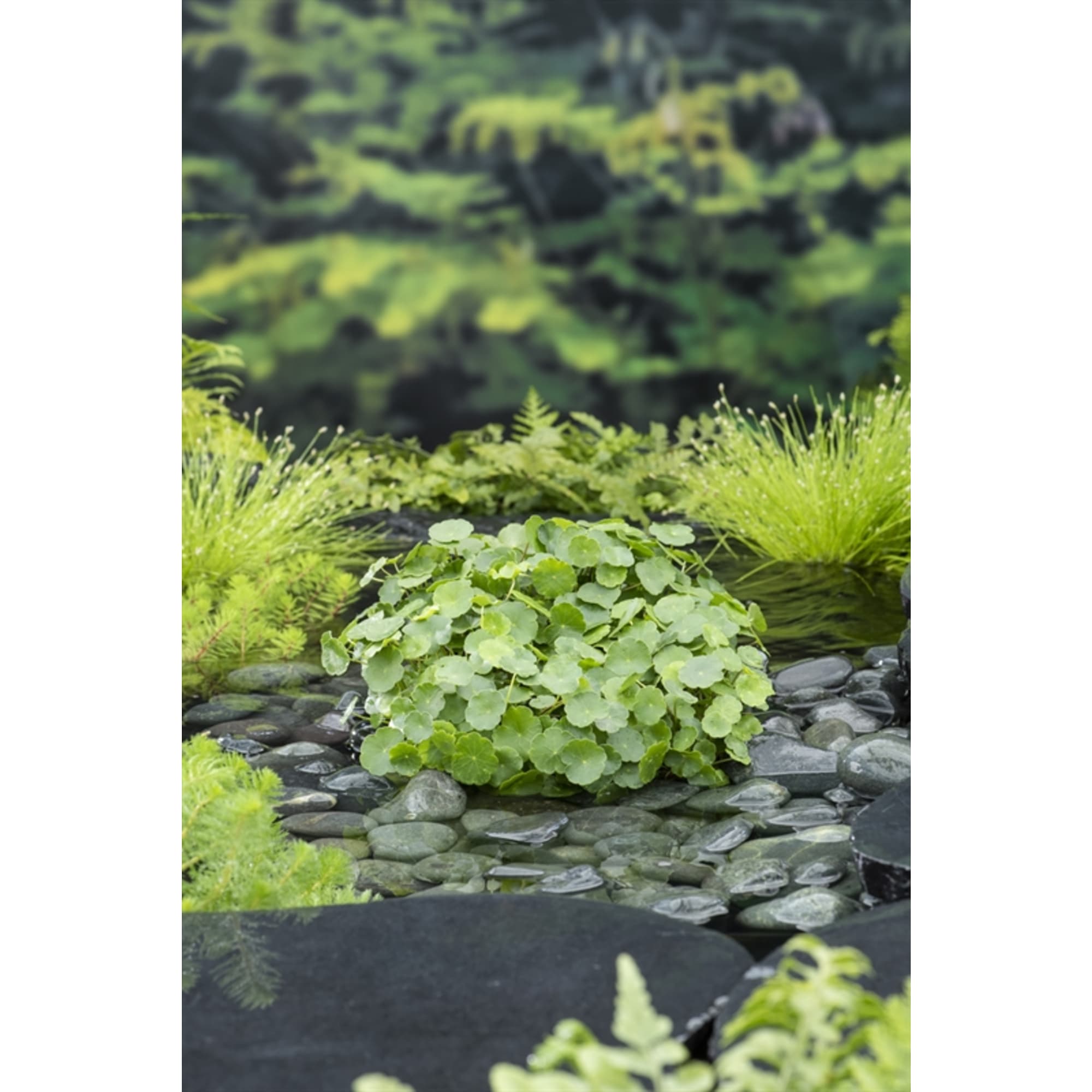 Hydrocotyle vulgaris - Planta palustre de estanque | Fronda