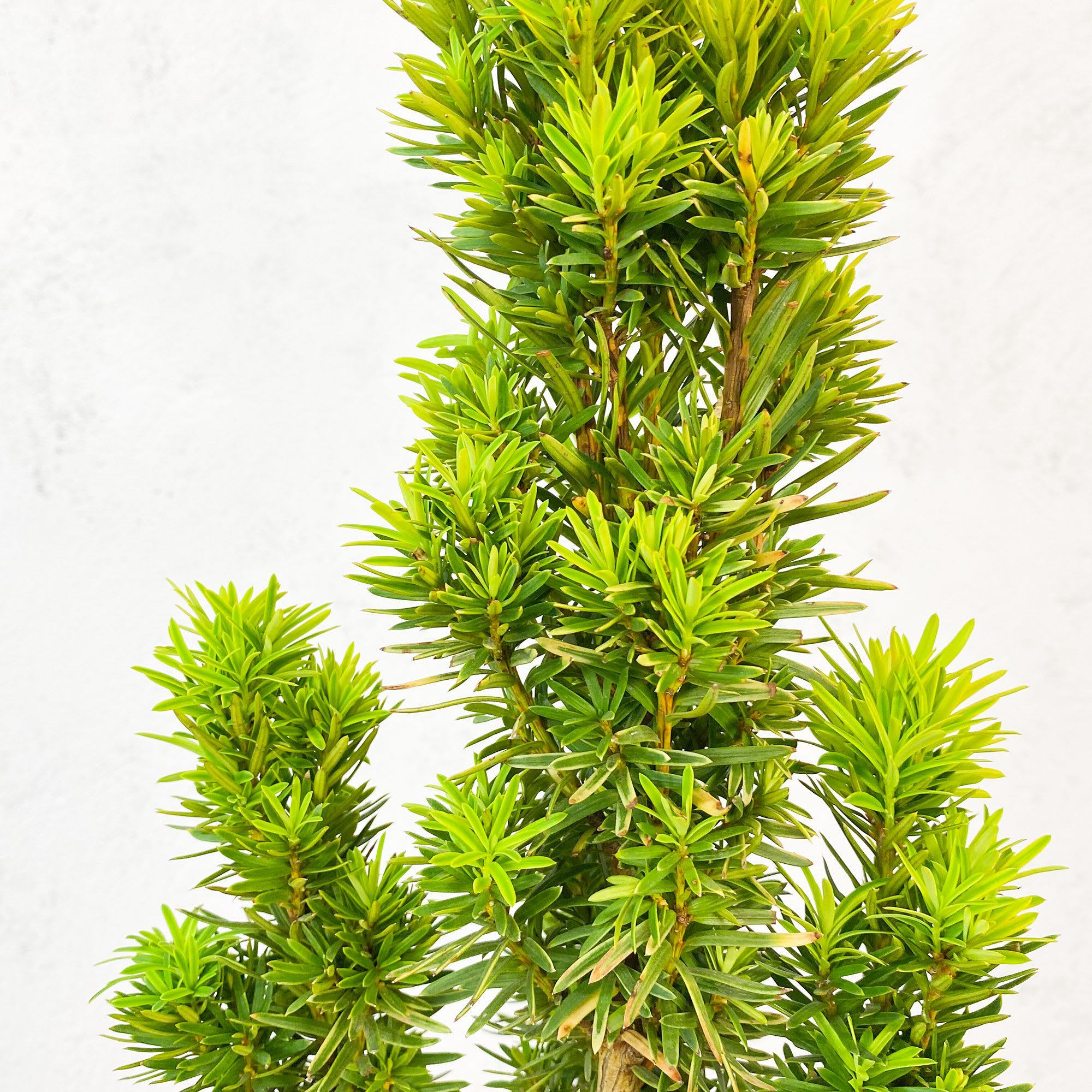 Comprar Taxus baccata david | Fronda