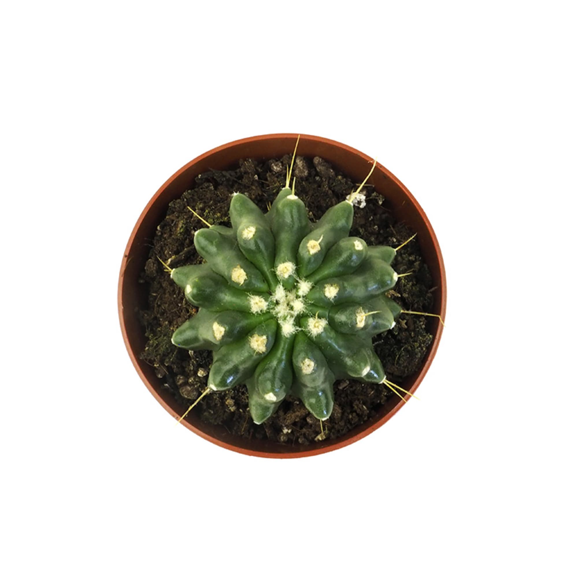 Comprar Cactus (variados) | Fronda
