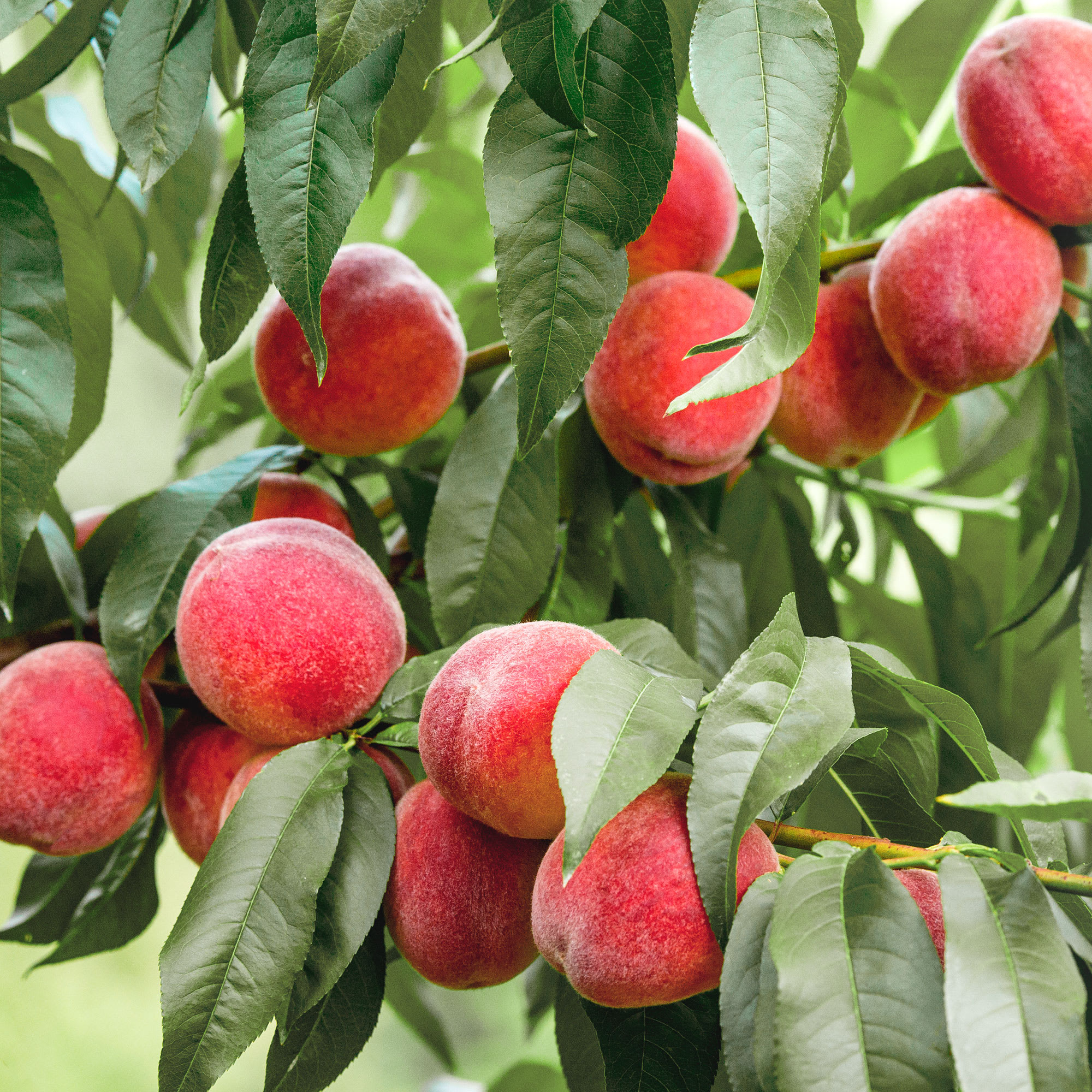 Comprar Melocotonero de Agua Blanco (Prunus Persica) | Fronda