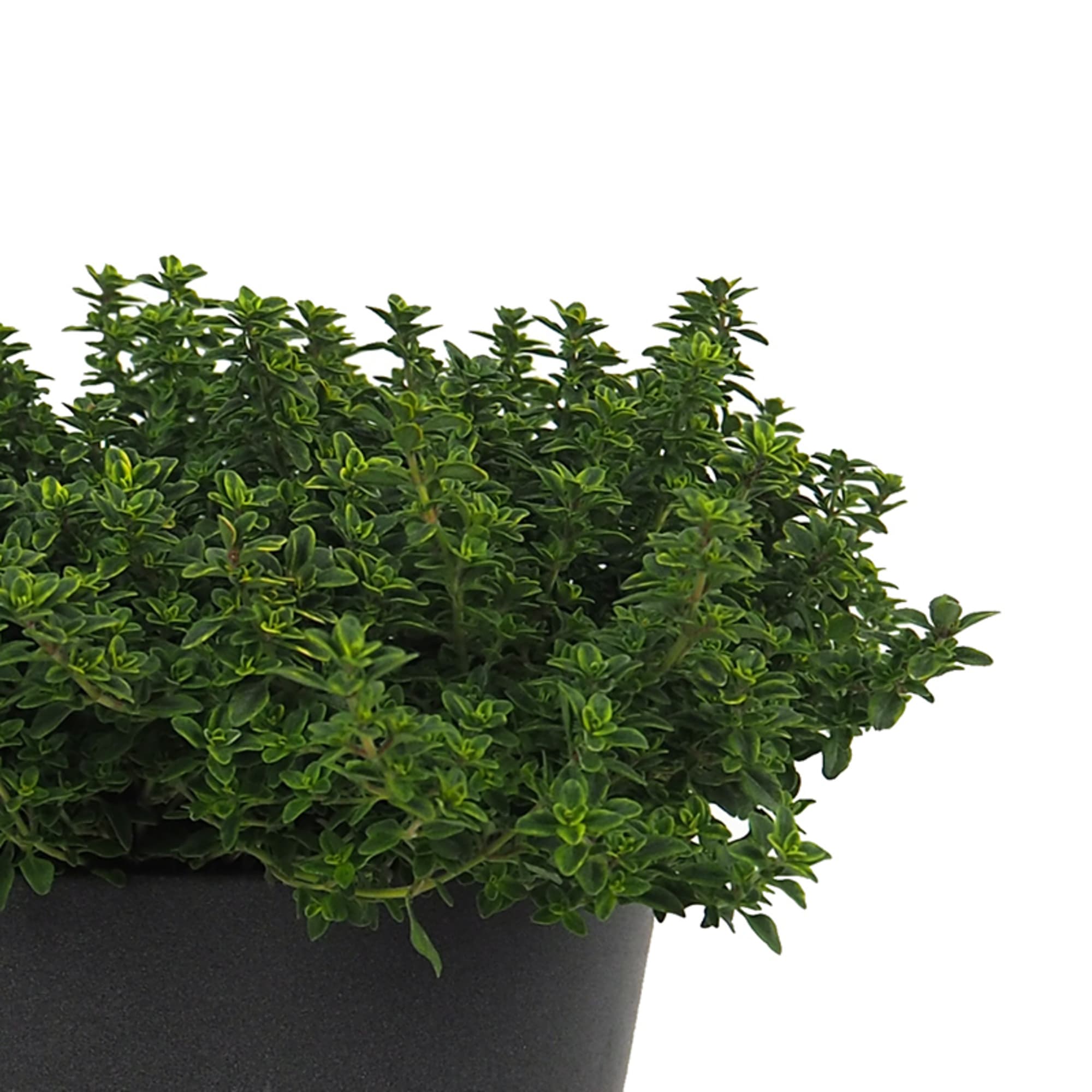 Comprar Tomillo limón (thymus × citriodorus) - Planta aromática | Fronda