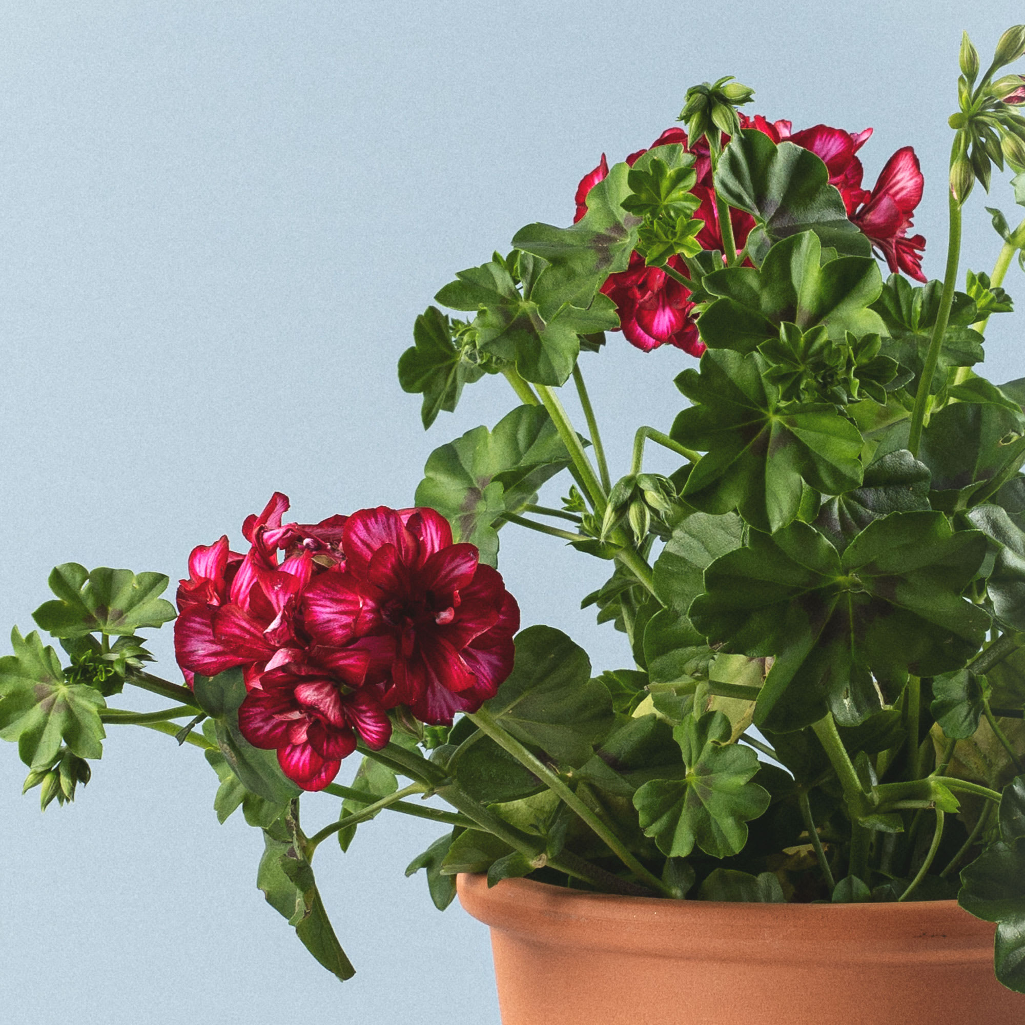 Comprar Geranio Gitanilla de flor doble | Fronda
