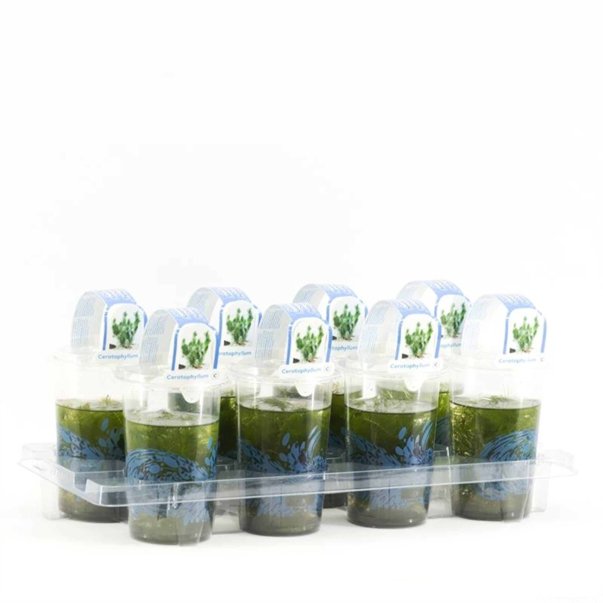 Cola de zorro (ceratophyllum demersun) - Planta oxigenante de estanque ...