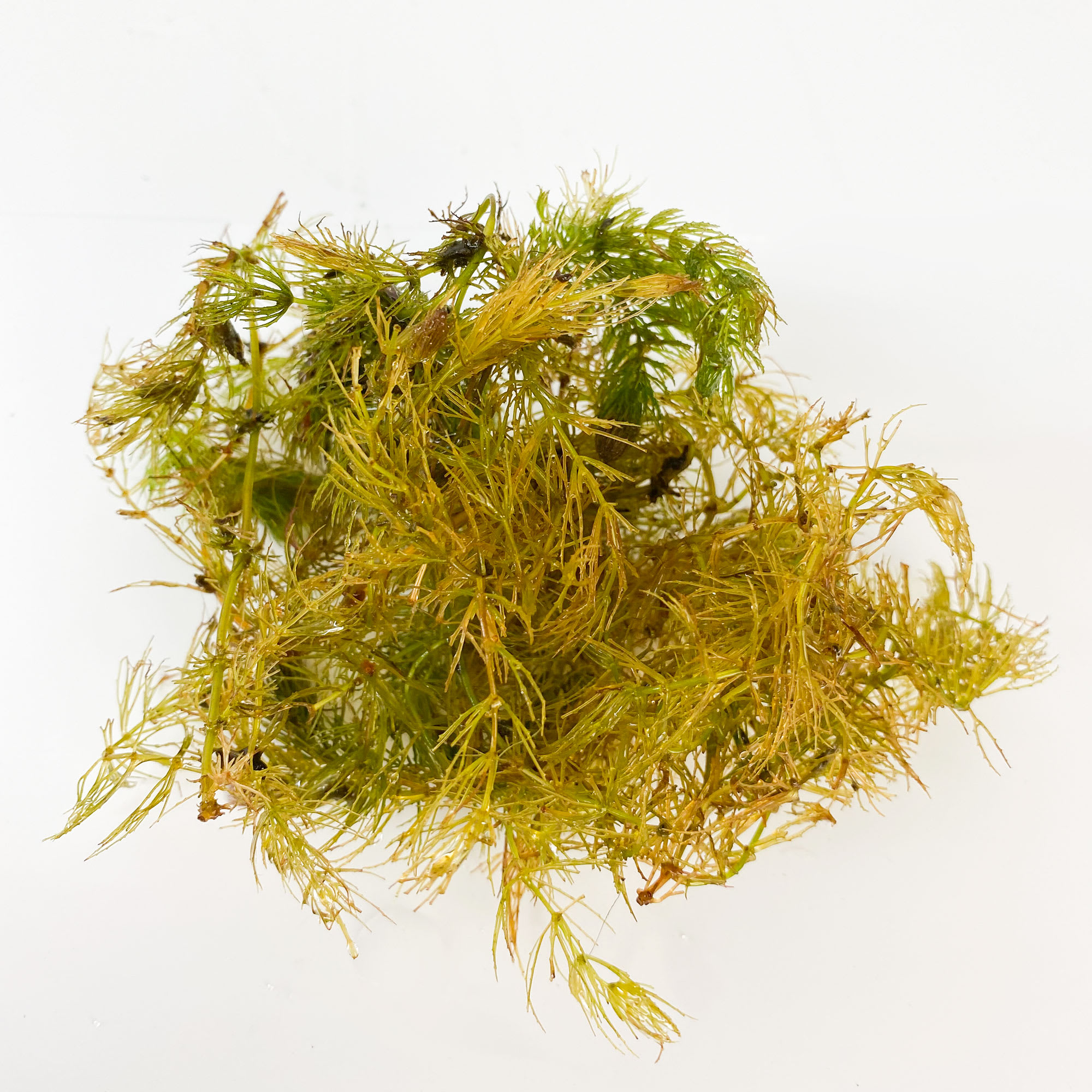 Comprar Cola de zorro (ceratophyllum demersun) - Planta oxigenante de ...