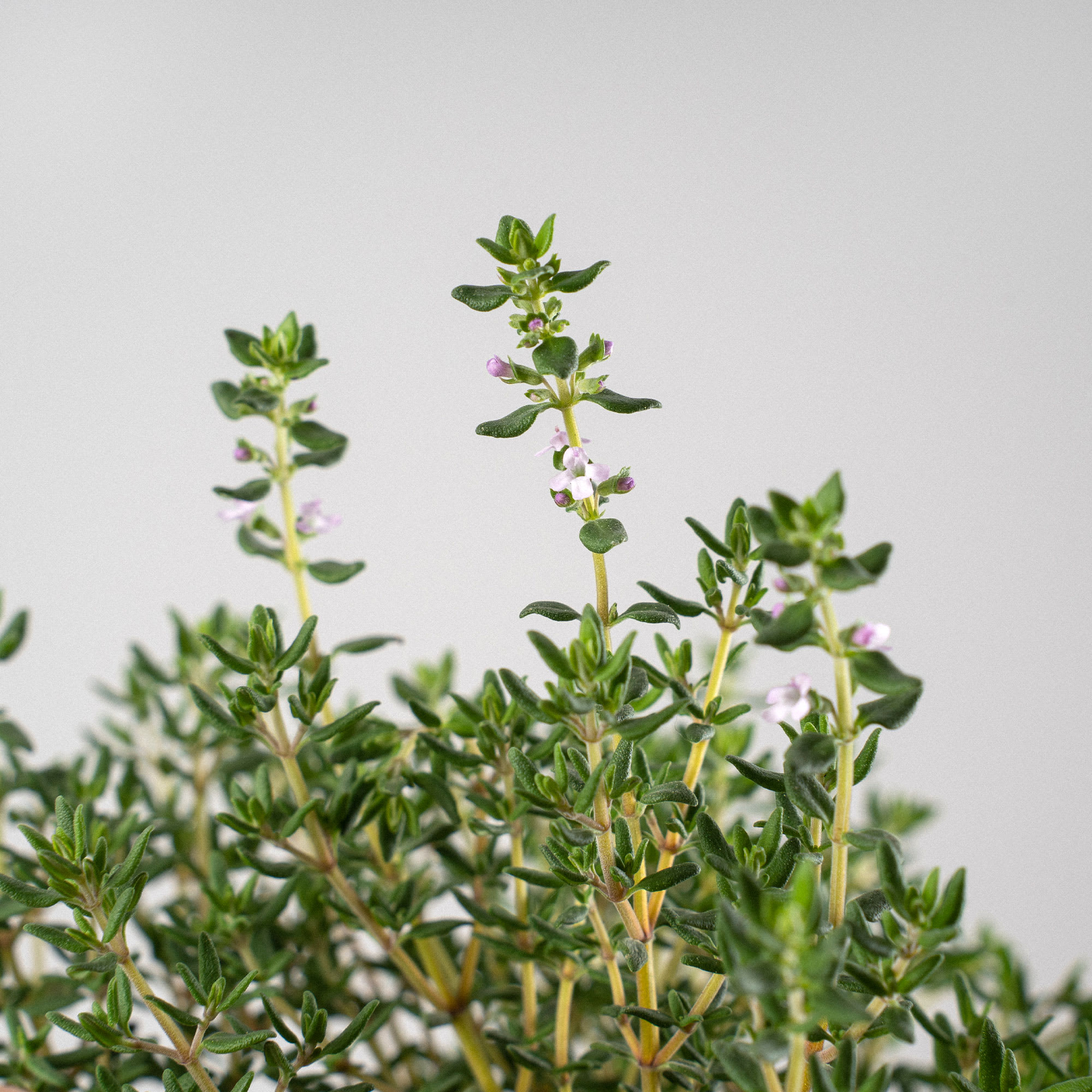 Tomillo compacto (thymus vulgaris "compactus") - Planta aromática | Fronda