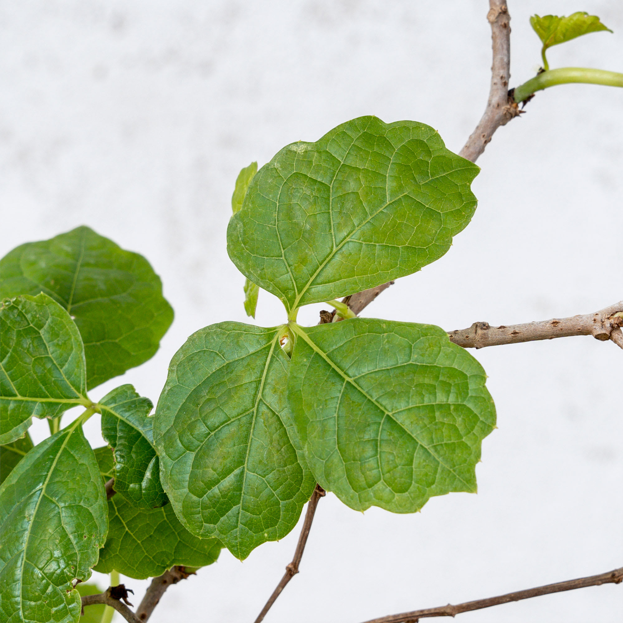 Comprar Parra virgen de Boston (parthenocissus tricuspidata) | Fronda