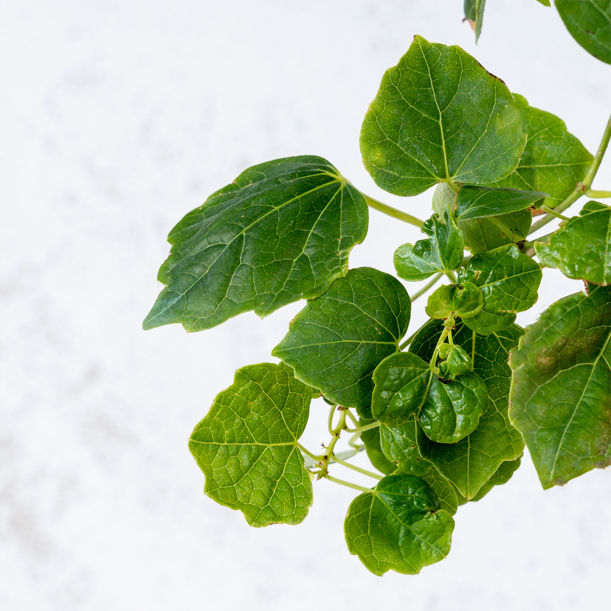 Comprar Parra virgen de Boston (parthenocissus tricuspidata) | Fronda