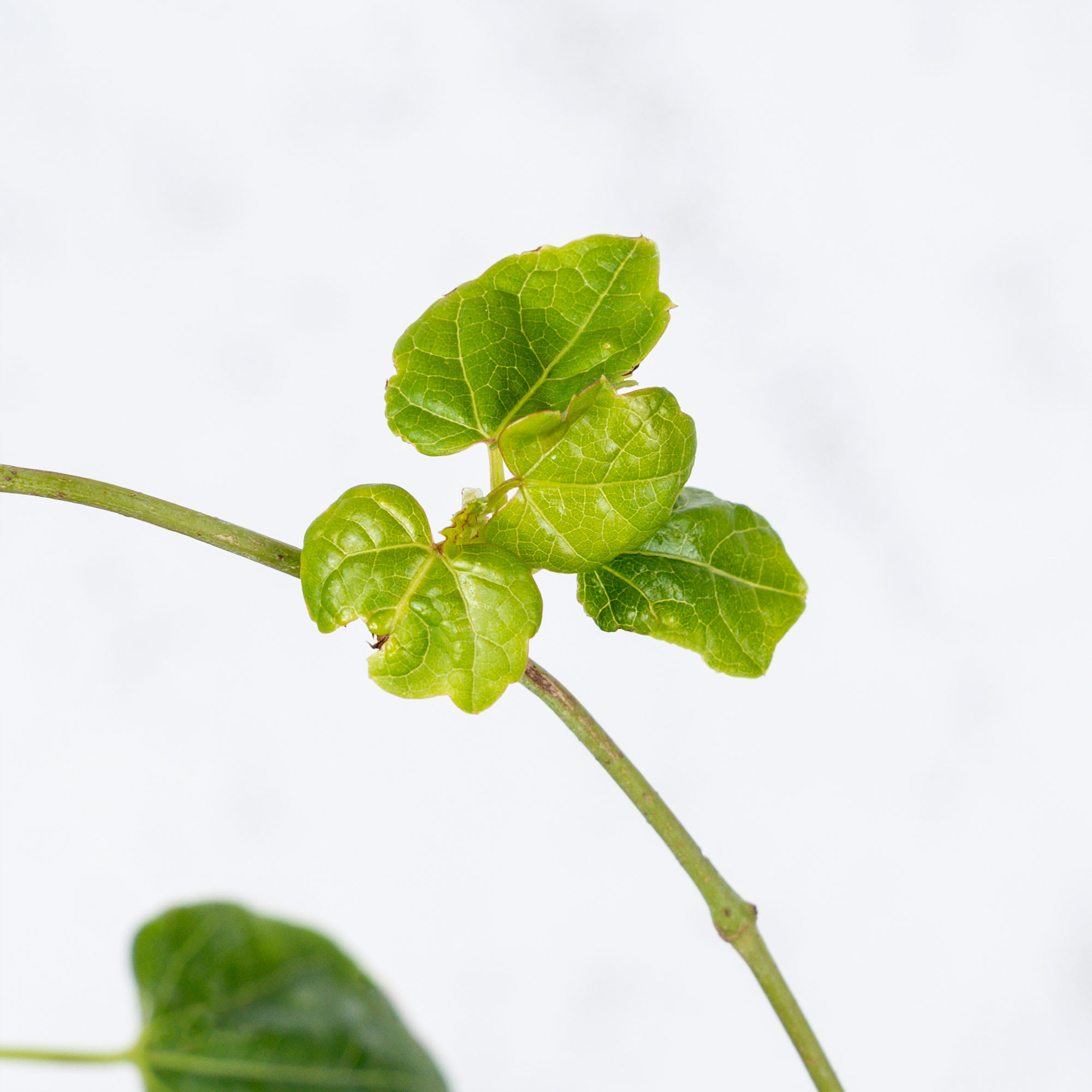 Comprar Parra virgen de Boston (parthenocissus tricuspidata) | Fronda