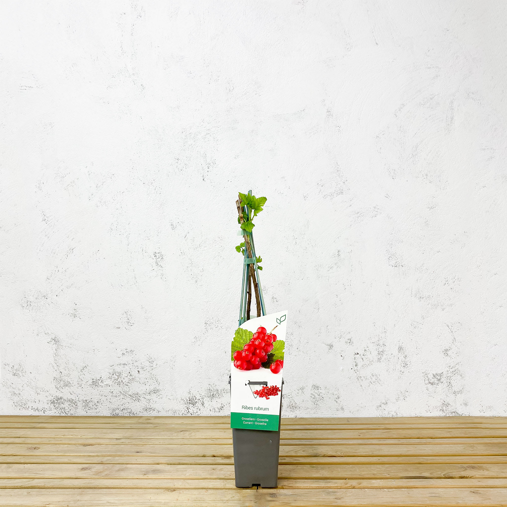 Comprar Grosellero (ribes rubrum) | Fronda