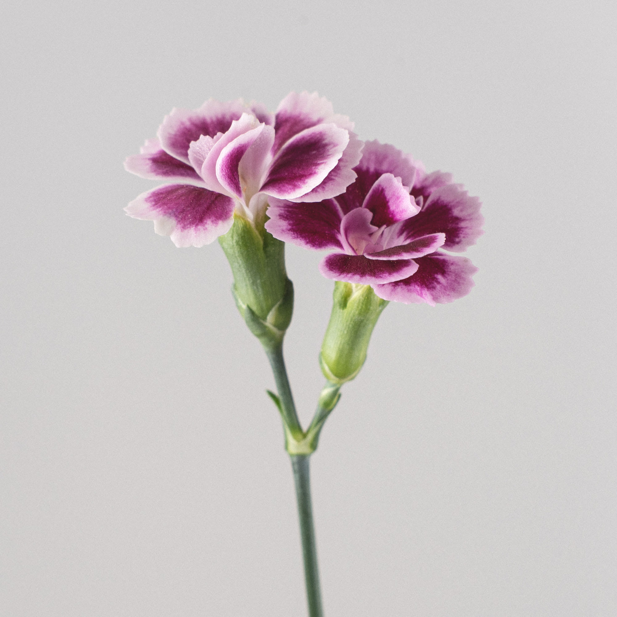 Comprar Clavel (dianthus pink kisses) | Fronda