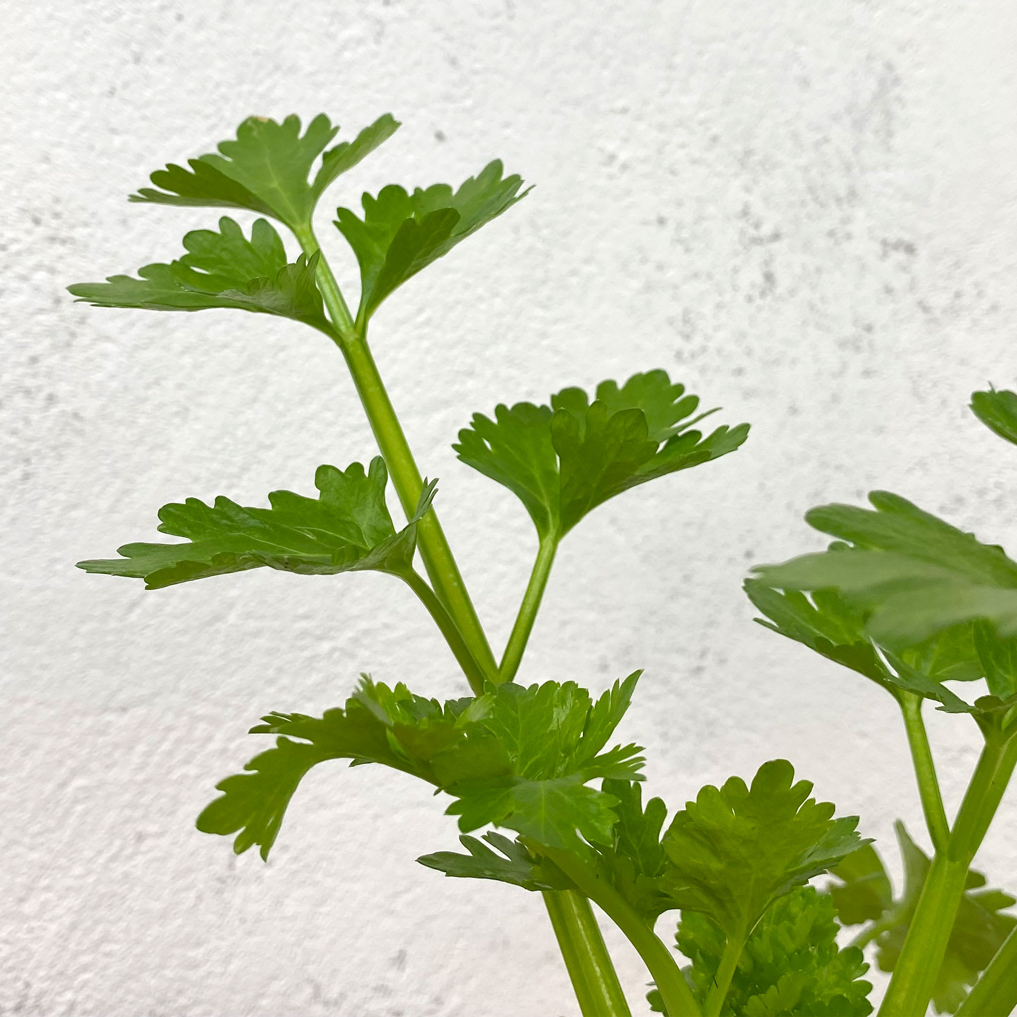 Apio (Apium graveolens) - Planta de huerto | Fronda