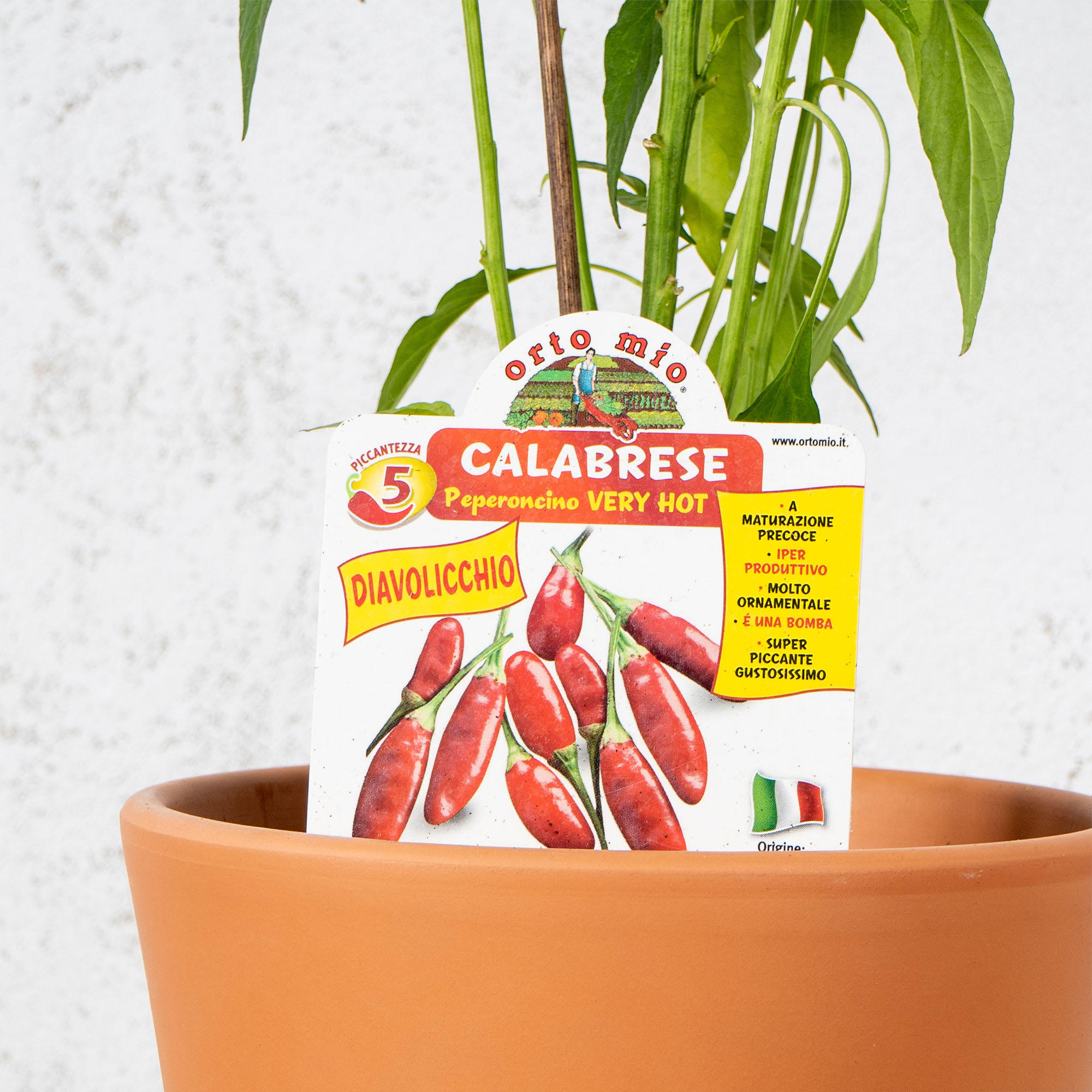 Comprar Pimiento Muy Picante Calabrese Diavolic - Planta de huerto | Fronda